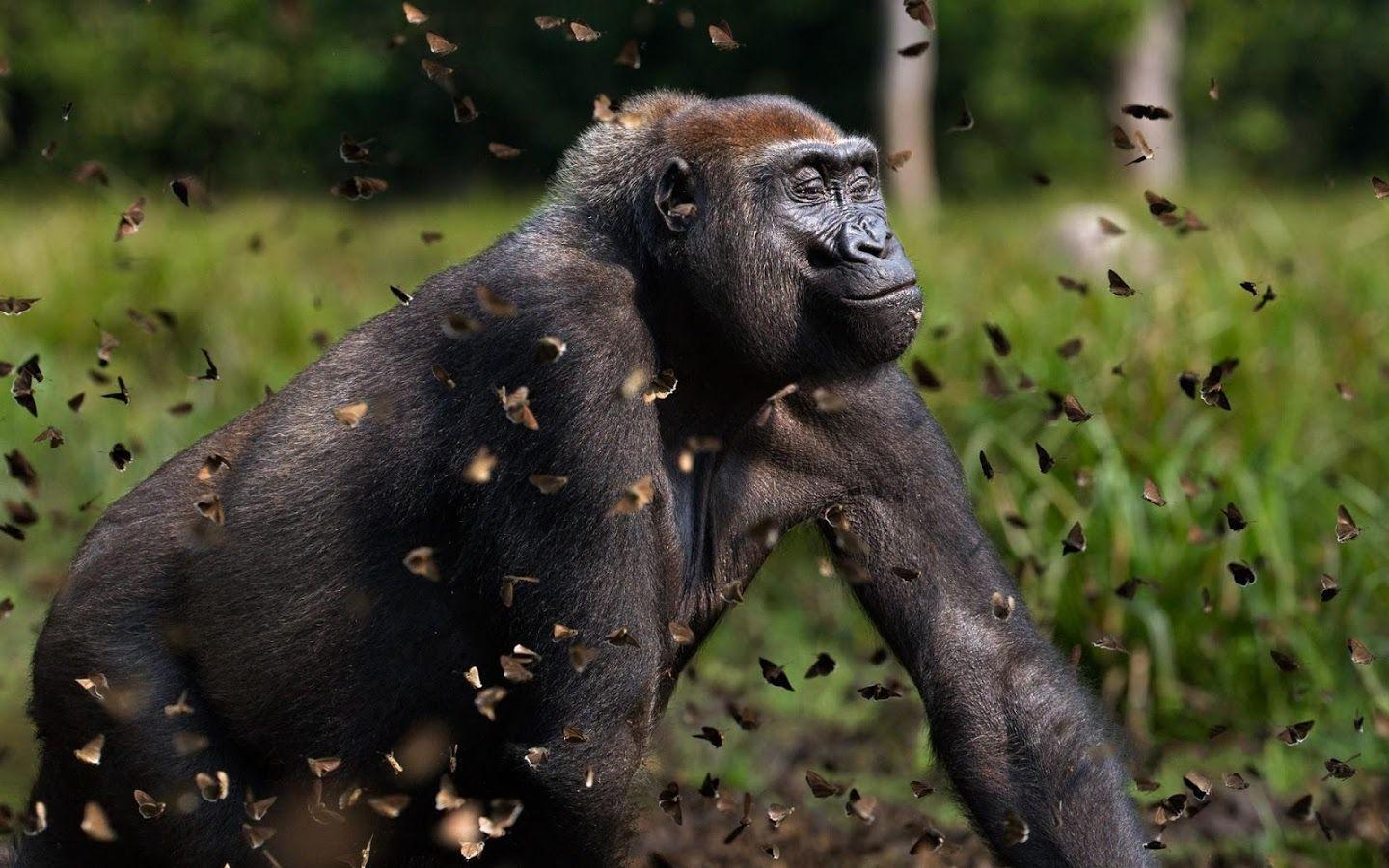 Angry Gorilla Wallpapers - Top Free Angry Gorilla Backgrounds ...