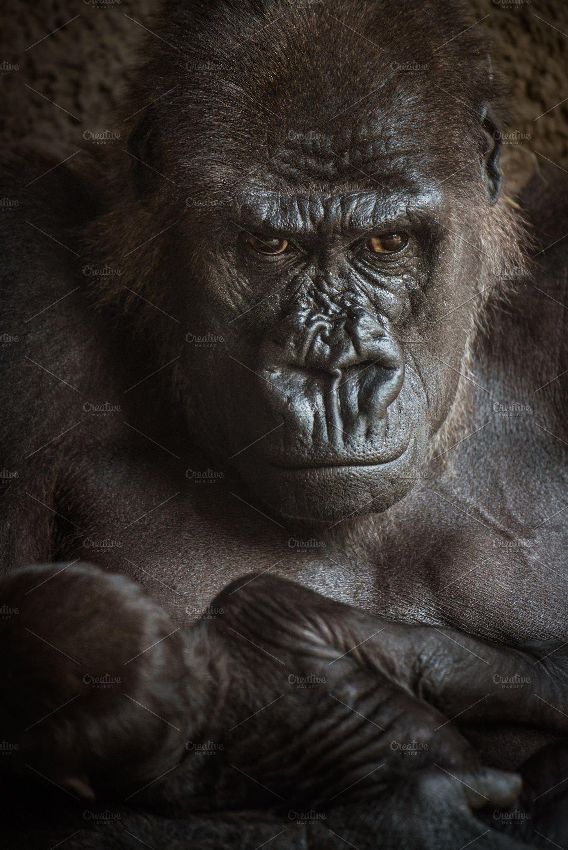 Angry Gorilla Wallpapers - Top Free Angry Gorilla Backgrounds ...