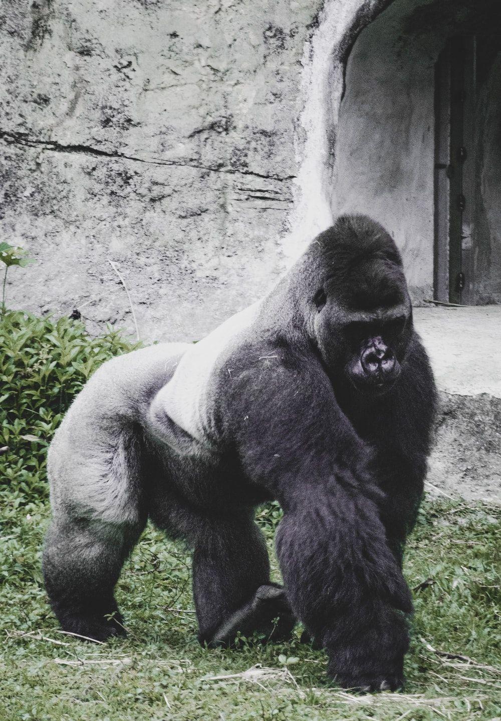 Angry Gorilla Wallpapers - Top Free Angry Gorilla Backgrounds ...