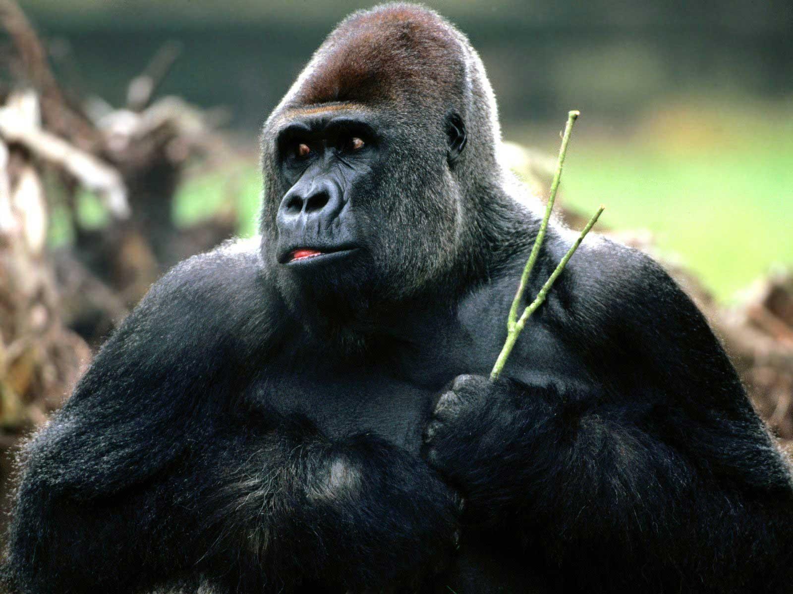 Angry Gorilla Wallpapers - Top Free Angry Gorilla Backgrounds ...