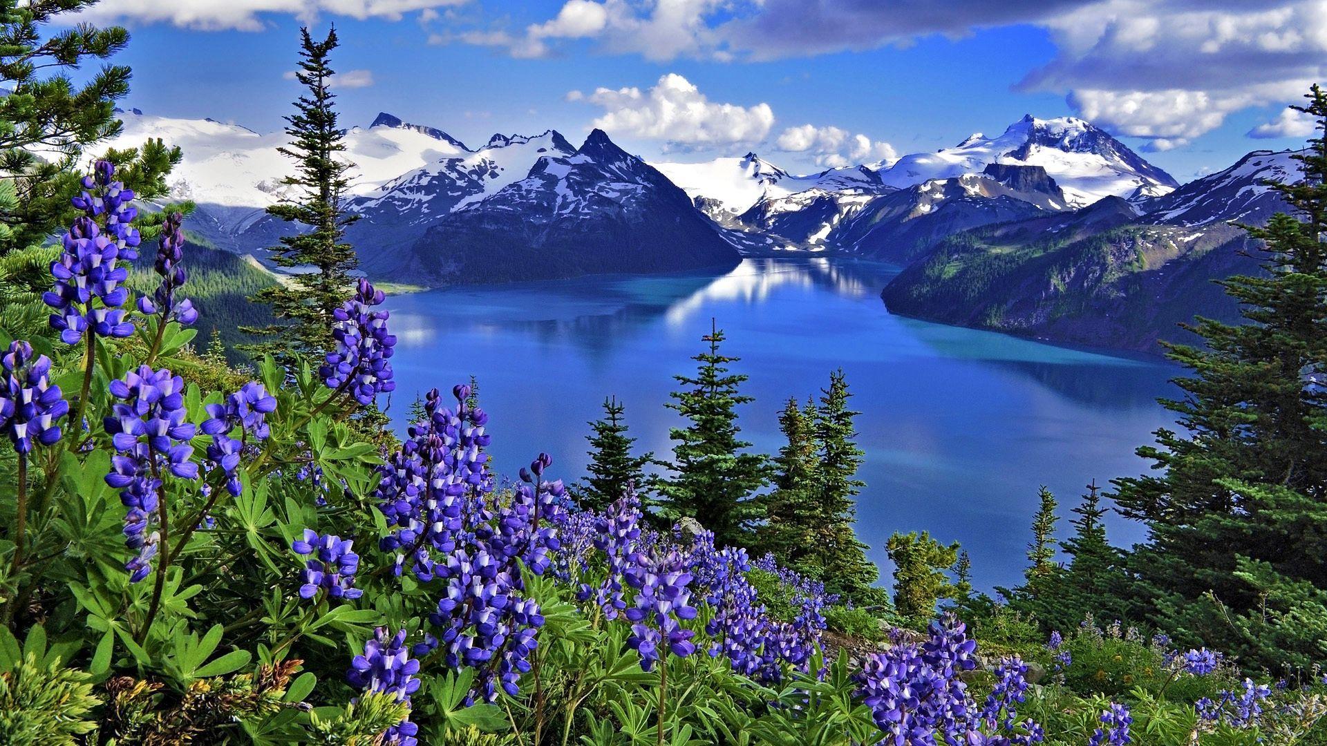 Flowers Mountain Wallpapers - Top Free Flowers Mountain Backgrounds ...