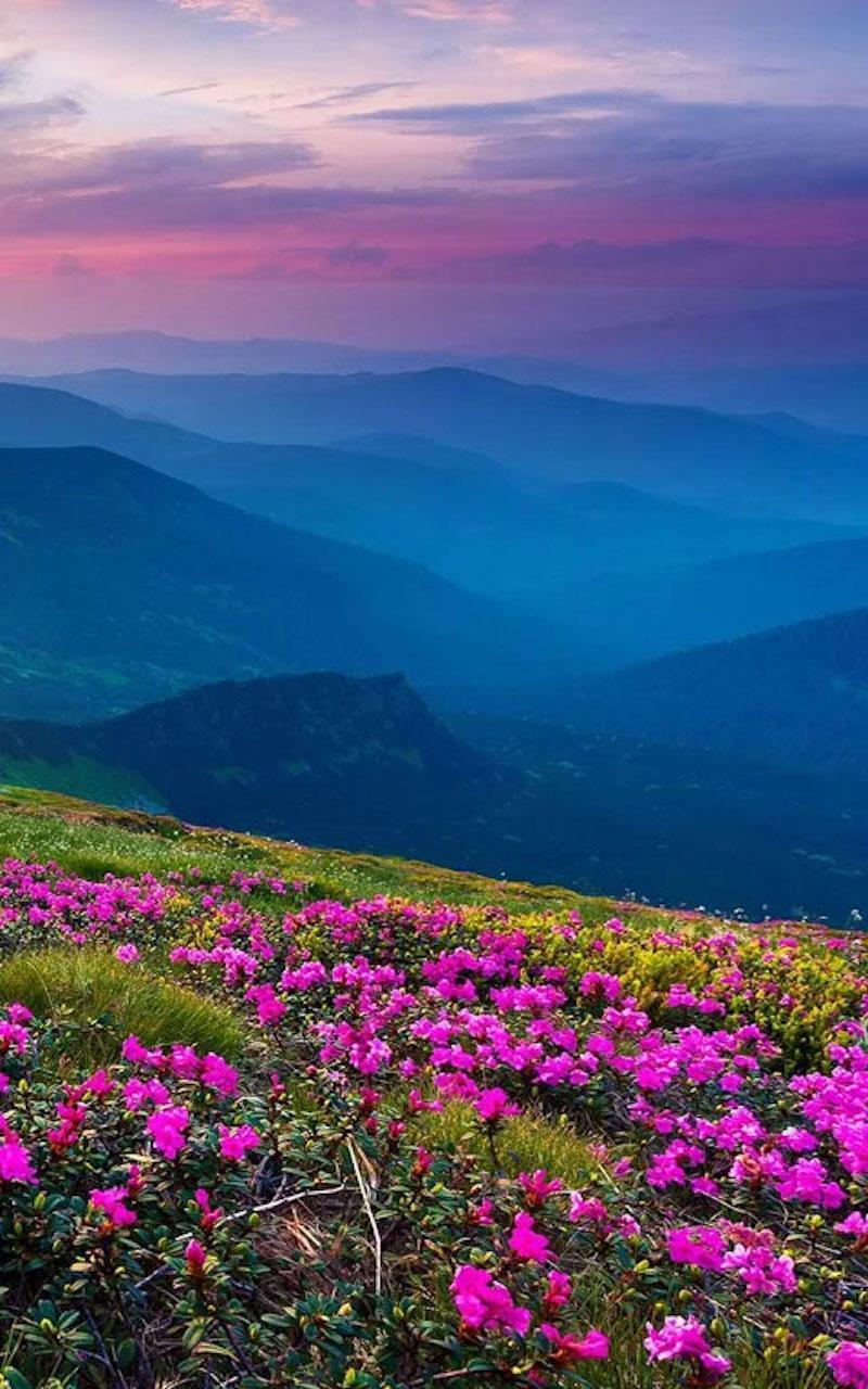 Flowers Mountain Wallpapers - Top Free Flowers Mountain Backgrounds ...