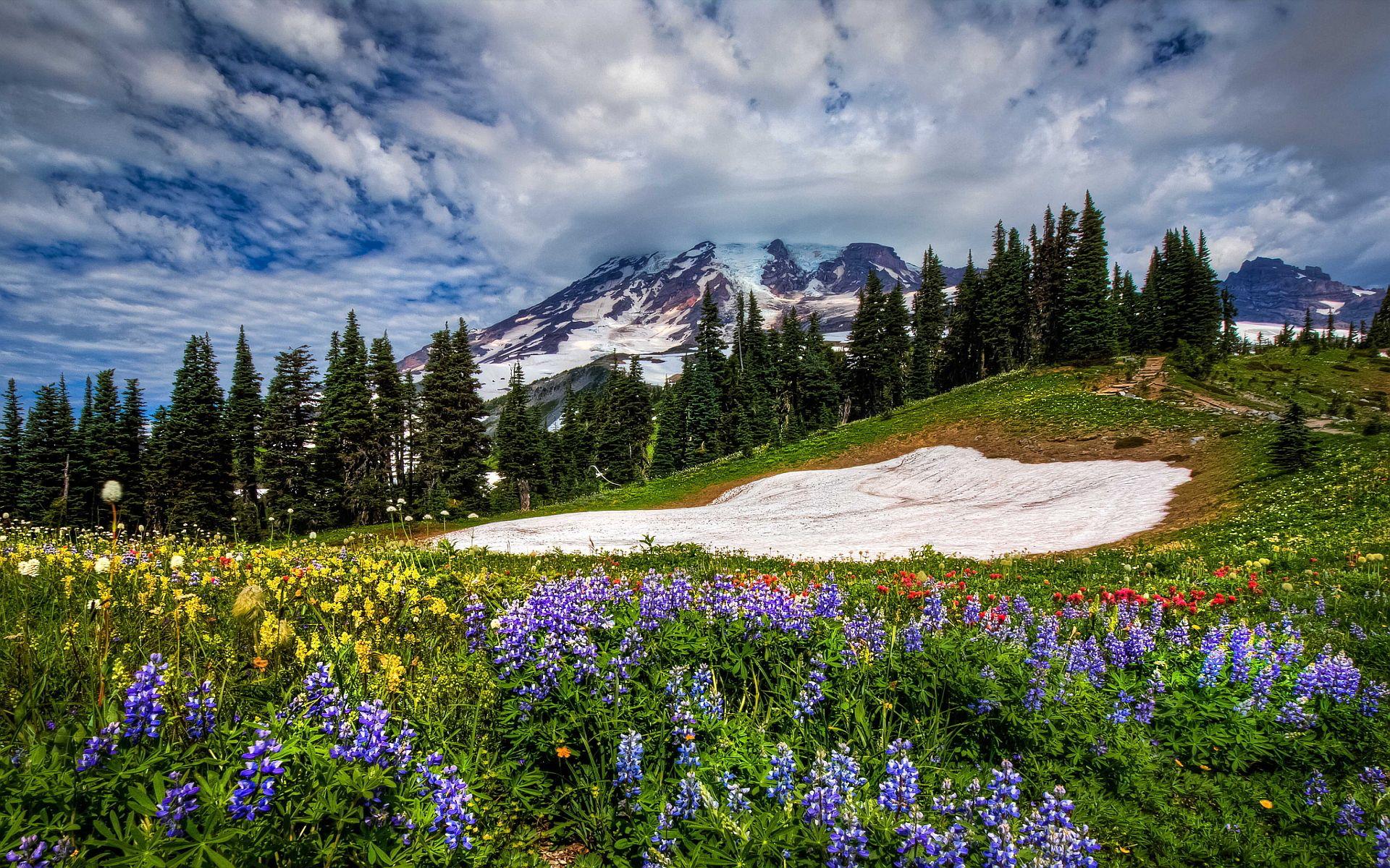 Flowers Mountain Wallpapers - Top Free Flowers Mountain Backgrounds ...