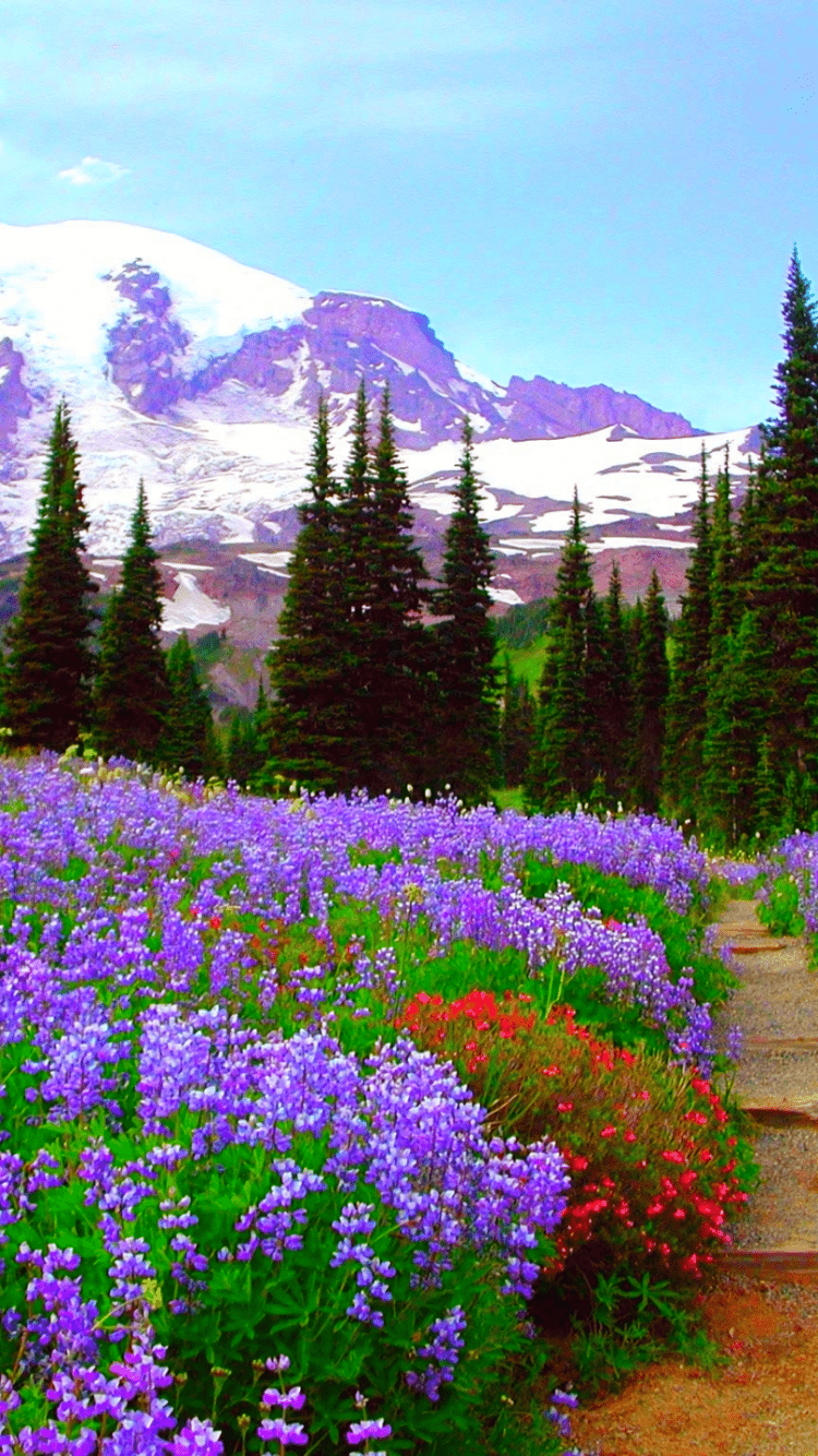 Flowers Mountain Wallpapers - Top Free Flowers Mountain Backgrounds ...