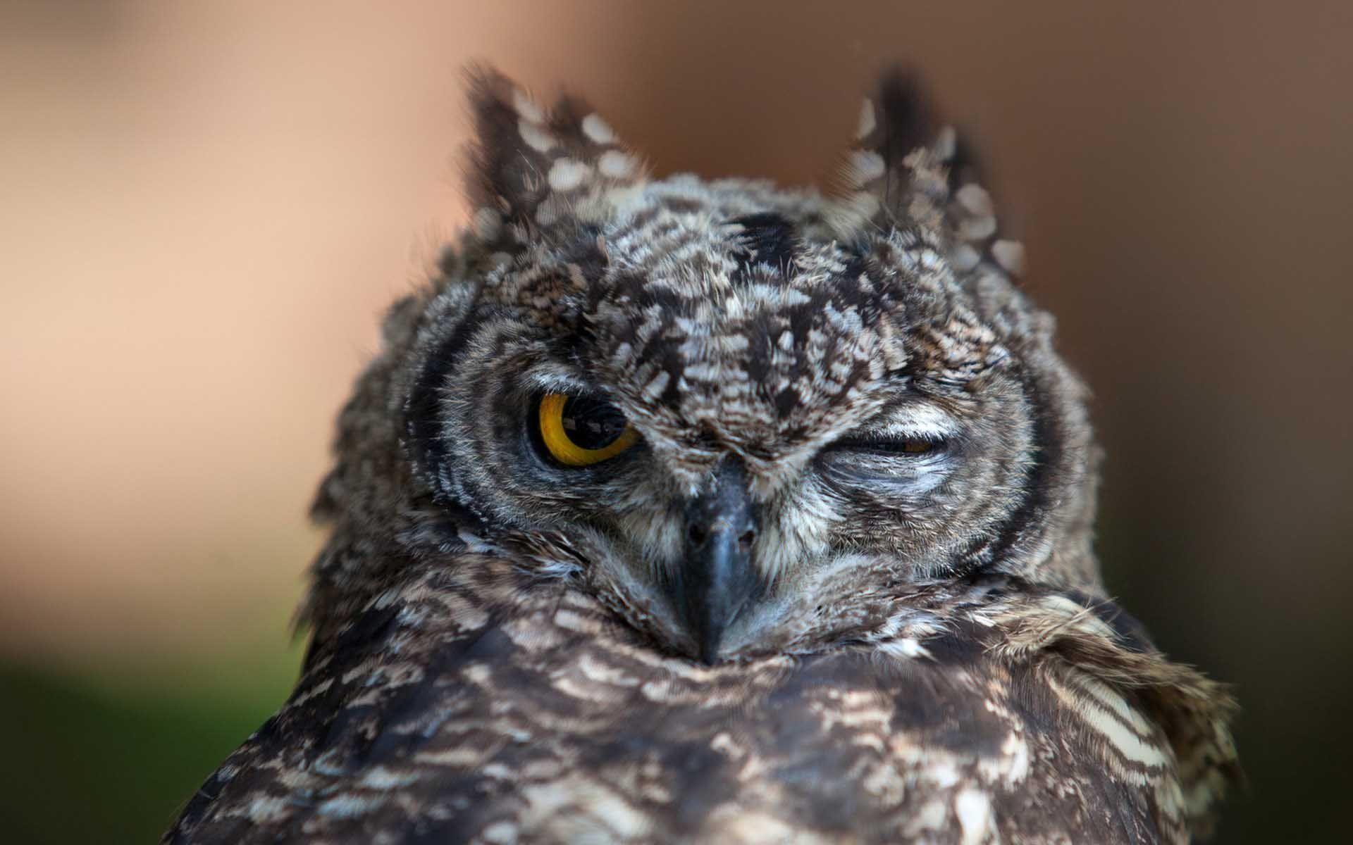 Owl Funny Wallpapers - Top Free Owl Funny Backgrounds - WallpaperAccess Owl Funny Wallpapers - Top Free Owl Funny Backgrounds - WallpaperAccess