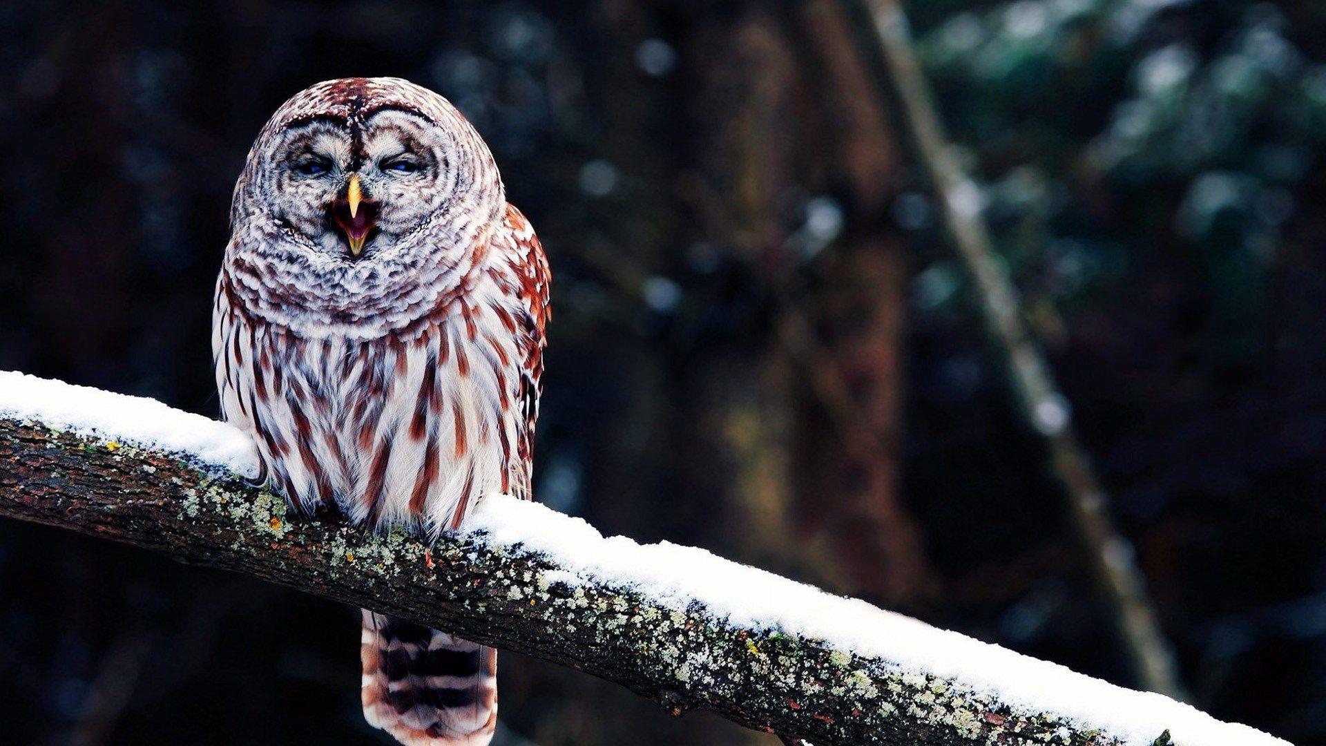 Owl Funny Wallpapers - Top Free Owl Funny Backgrounds - WallpaperAccess Owl Funny Wallpapers - Top Free Owl Funny Backgrounds - WallpaperAccess