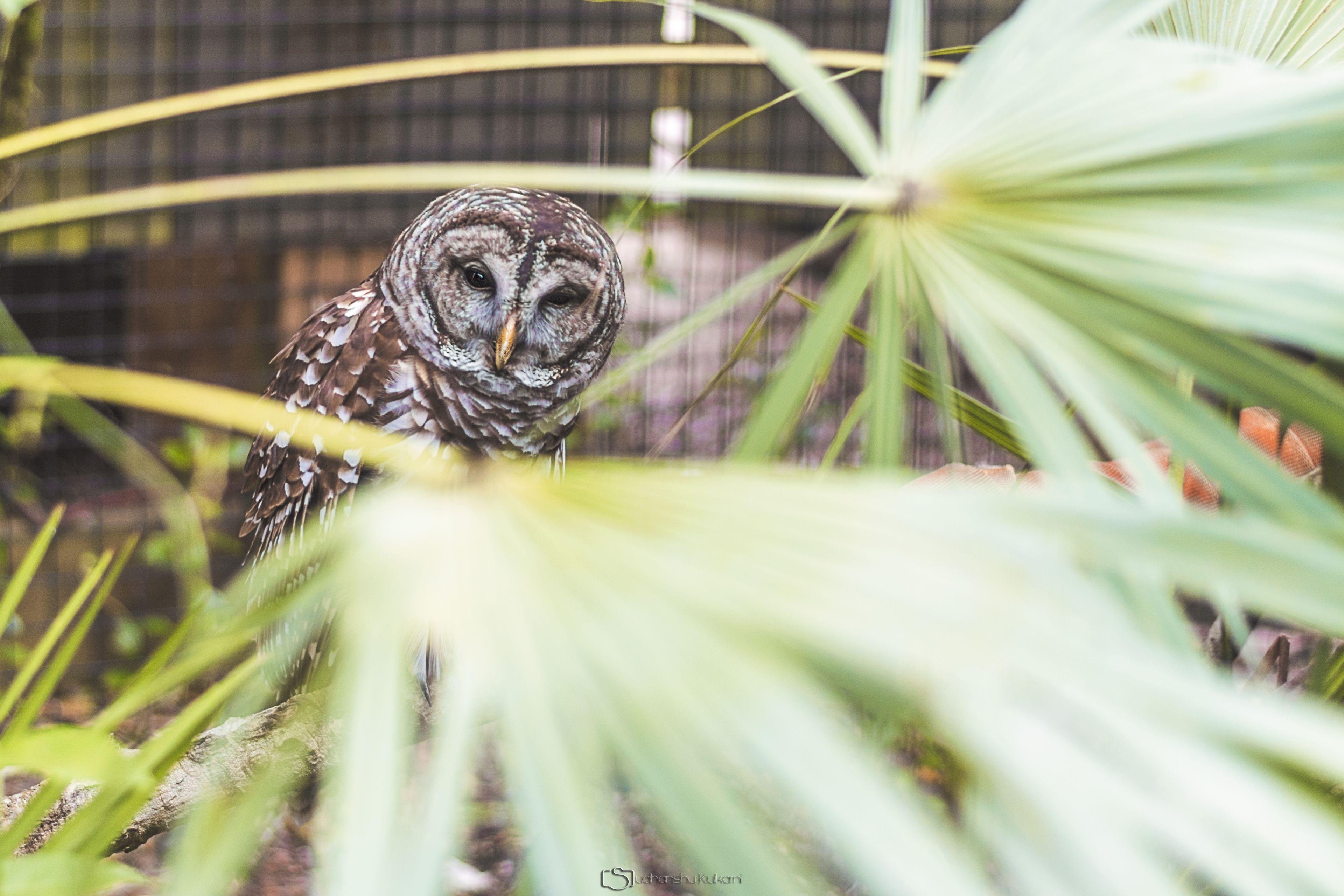 Wallpapers Funny Owl Desktop Wallpapers Funny Owl Desktop