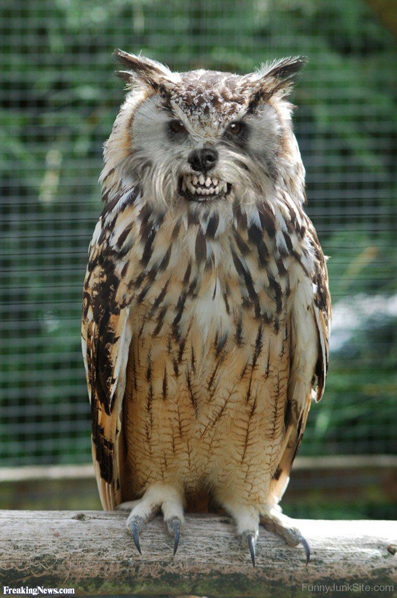 Owl Funny Wallpapers - Top Free Owl Funny Backgrounds - WallpaperAccess Owl Funny Wallpapers - Top Free Owl Funny Backgrounds - WallpaperAccess