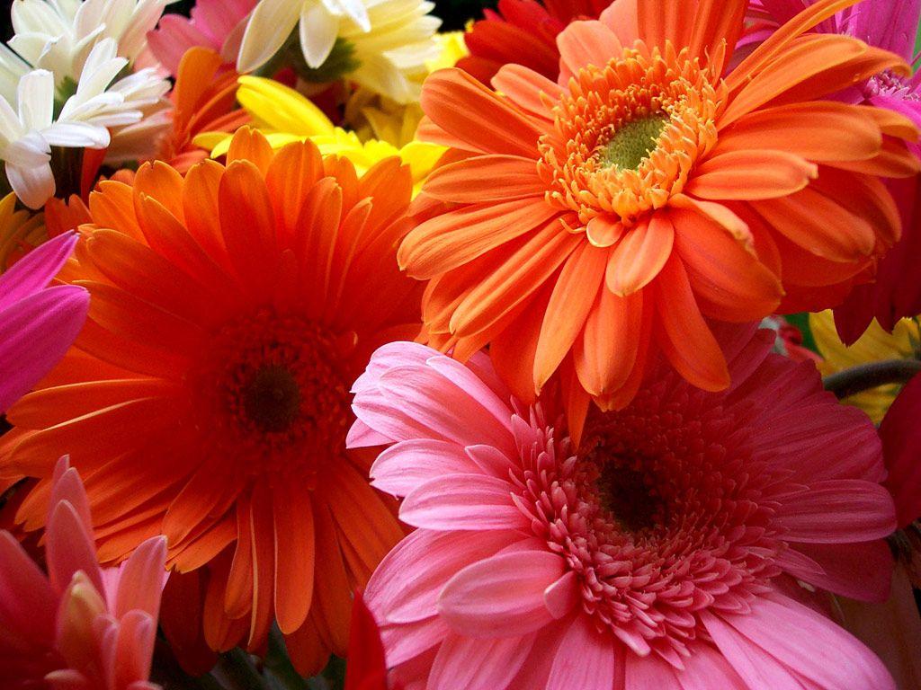 Beautiful Orange Wallpapers - Top Free Beautiful Orange Backgrounds ...