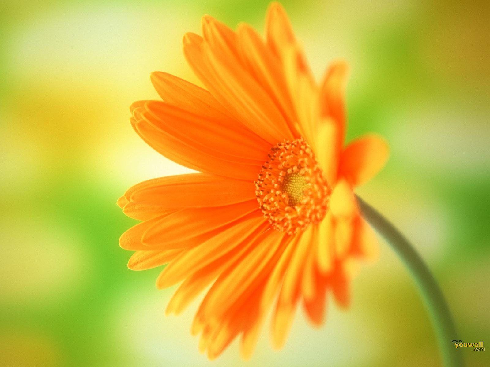 Beautiful Orange Wallpapers - Top Free Beautiful Orange Backgrounds ...