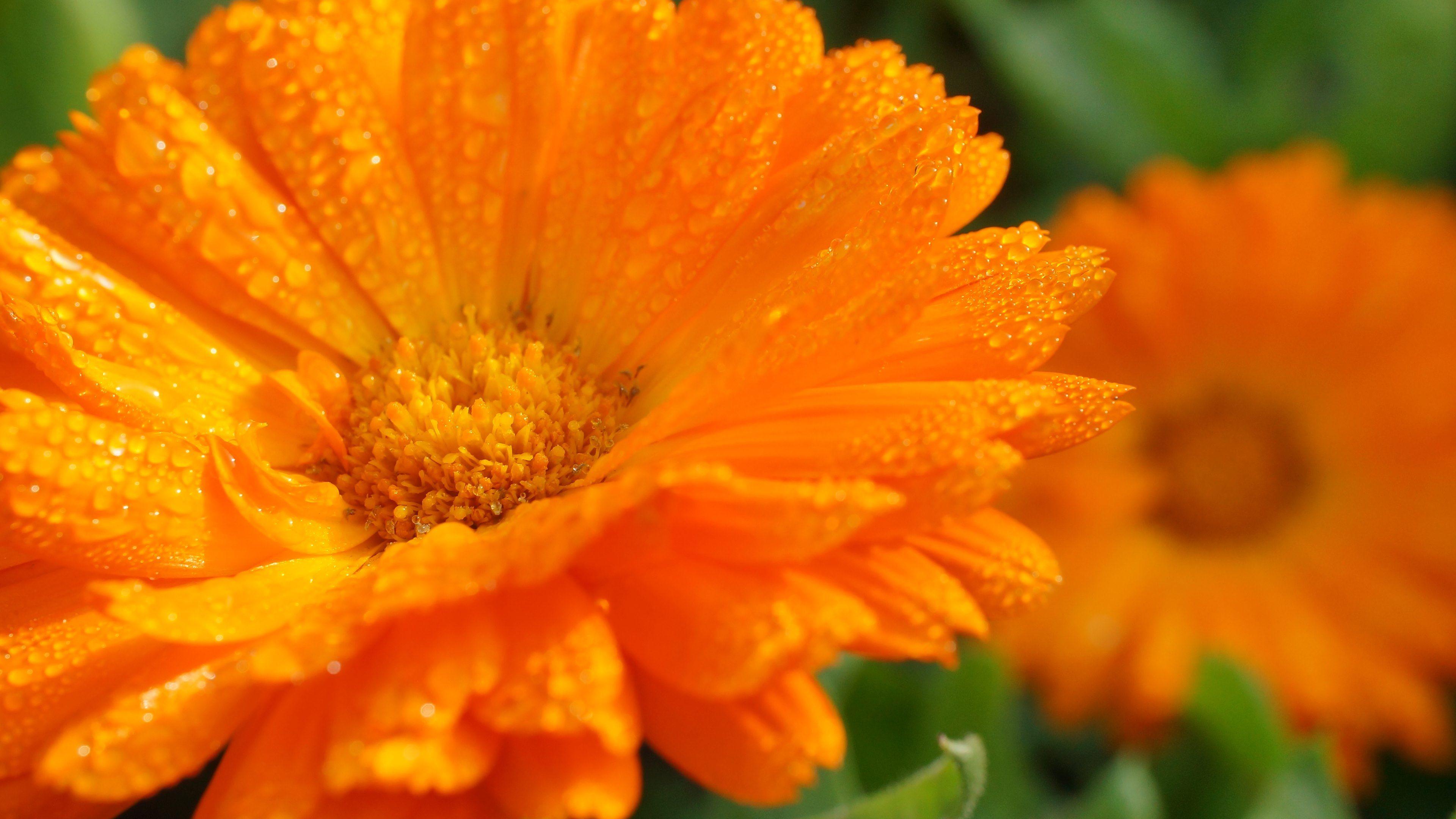 Beautiful Orange Wallpapers - Top Free Beautiful Orange Backgrounds ...