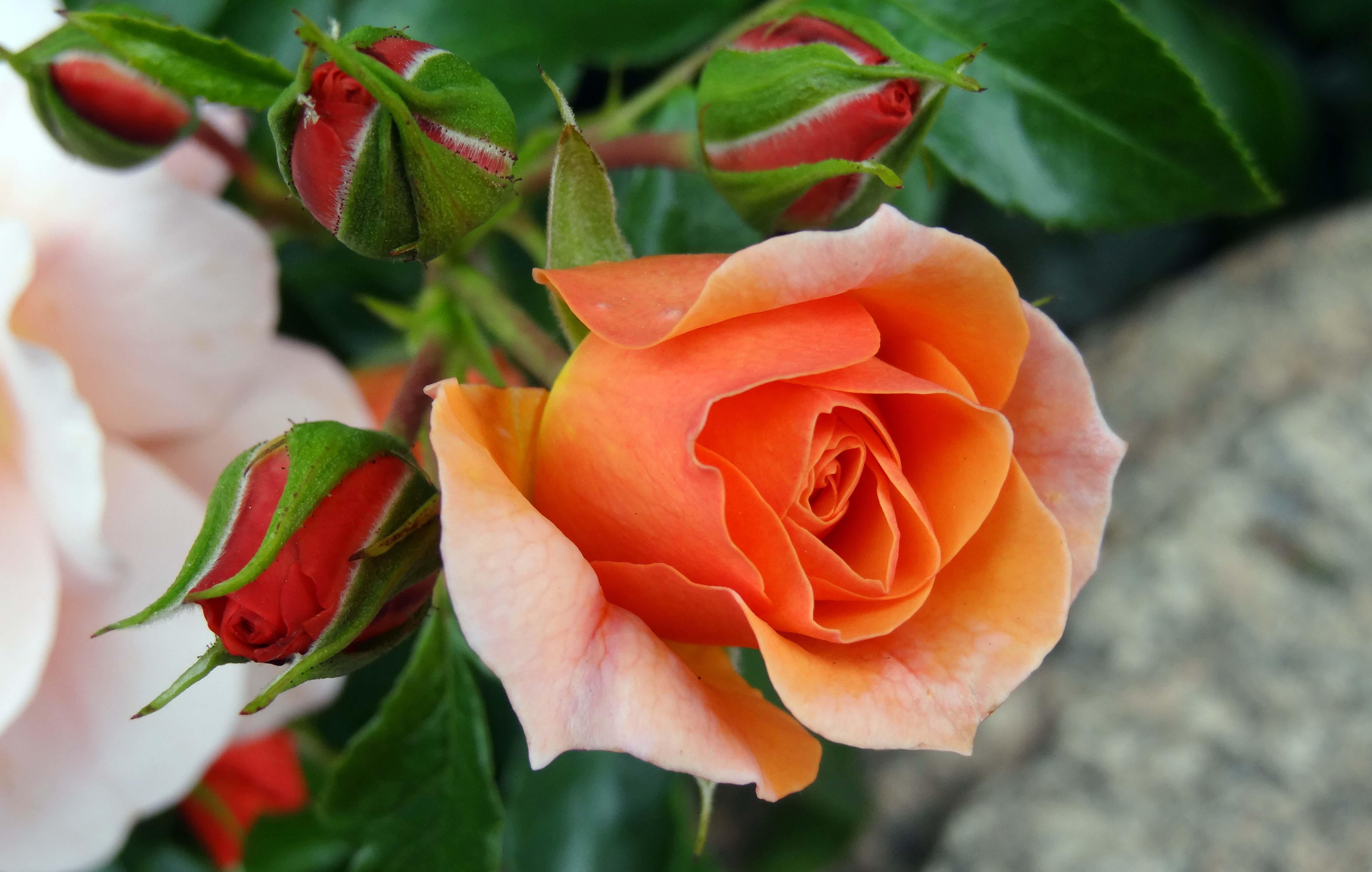 Beautiful Orange Wallpapers - Top Free Beautiful Orange Backgrounds ...