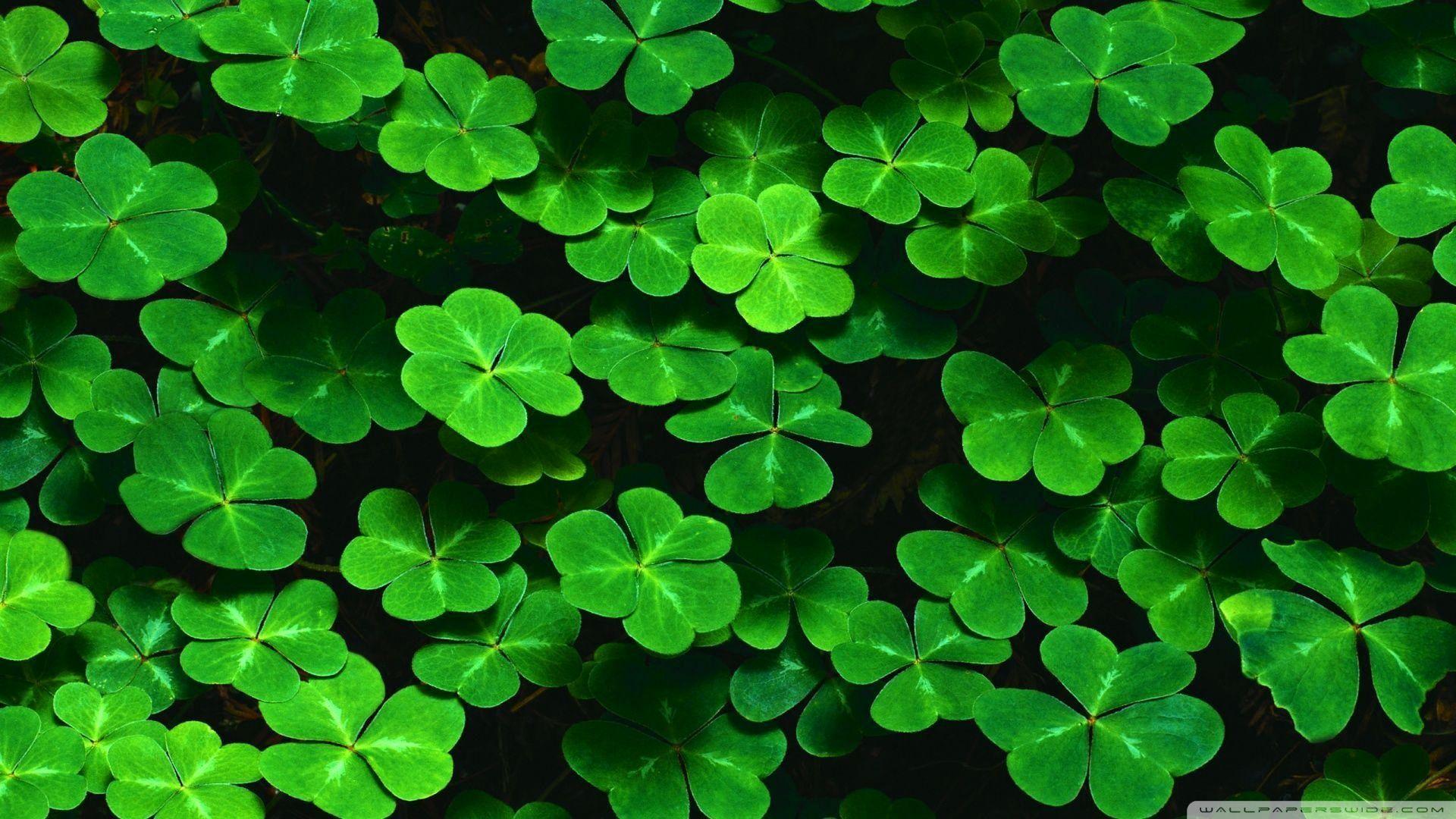 Cute Shamrock Wallpapers - Top Free Cute Shamrock Backgrounds ...