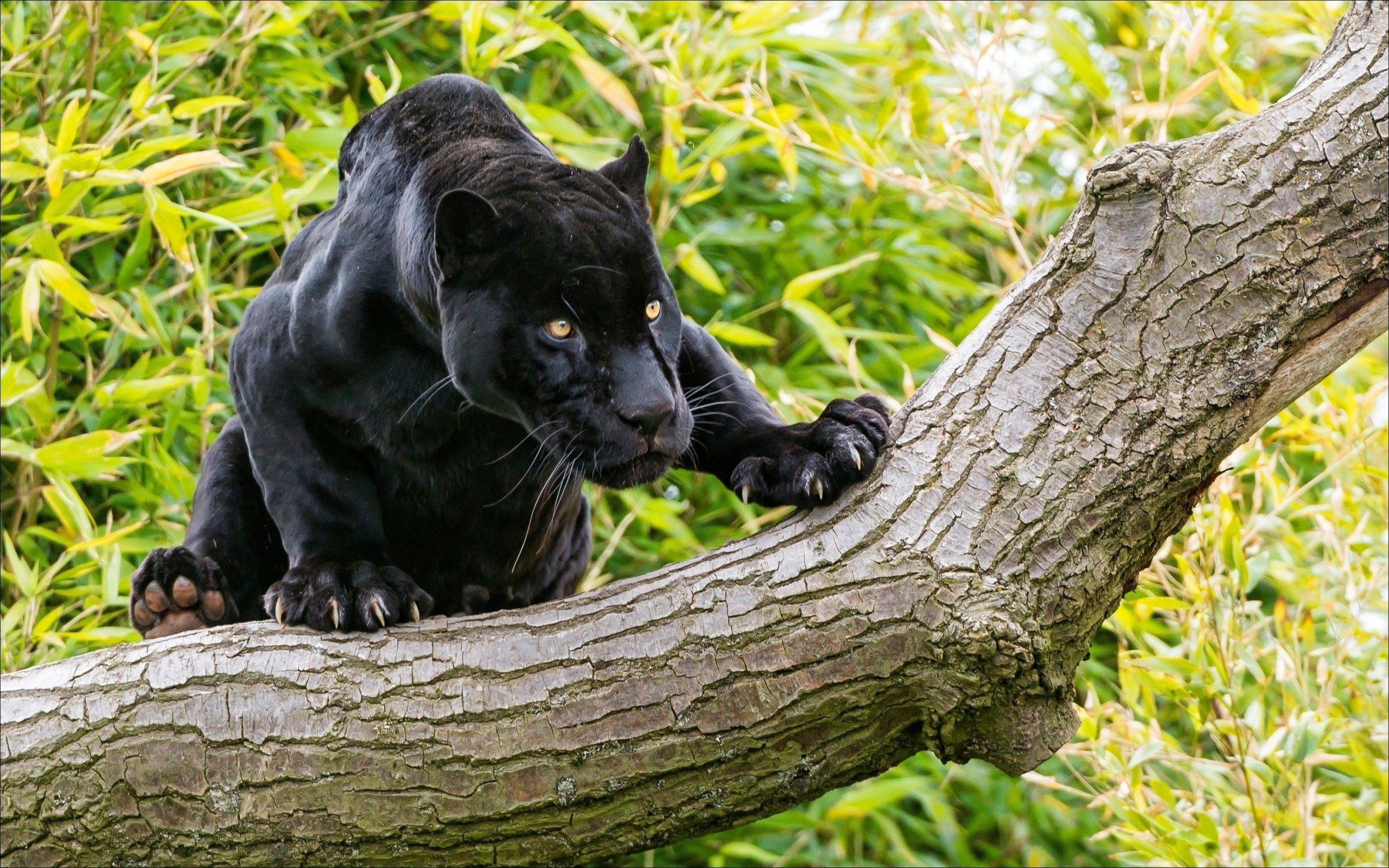 Black Panther Cub Wallpapers Top Free Black Panther Cub Backgrounds