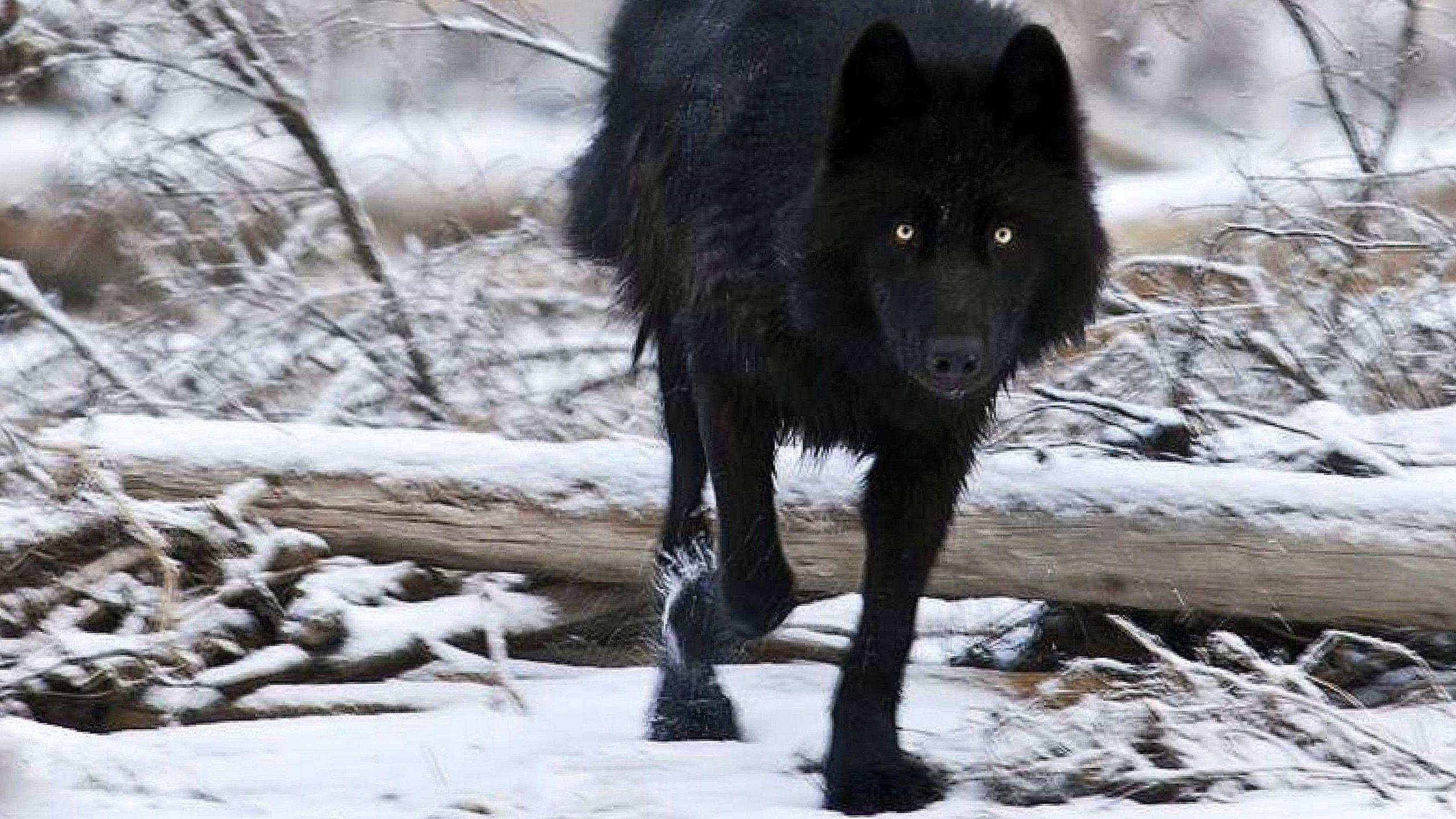Black Wolf 3D Wallpapers - Top Free Black Wolf 3D Backgrounds ...