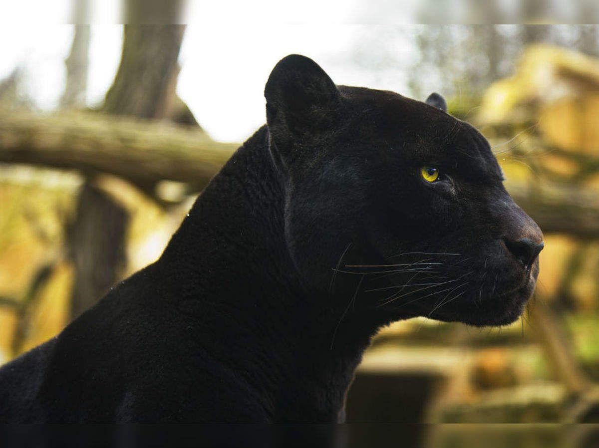Black Panther Cub Wallpapers - Top Free Black Panther Cub Backgrounds ... Black Panther Cub Wallpapers - Top Free Black Panther Cub Backgrounds ...