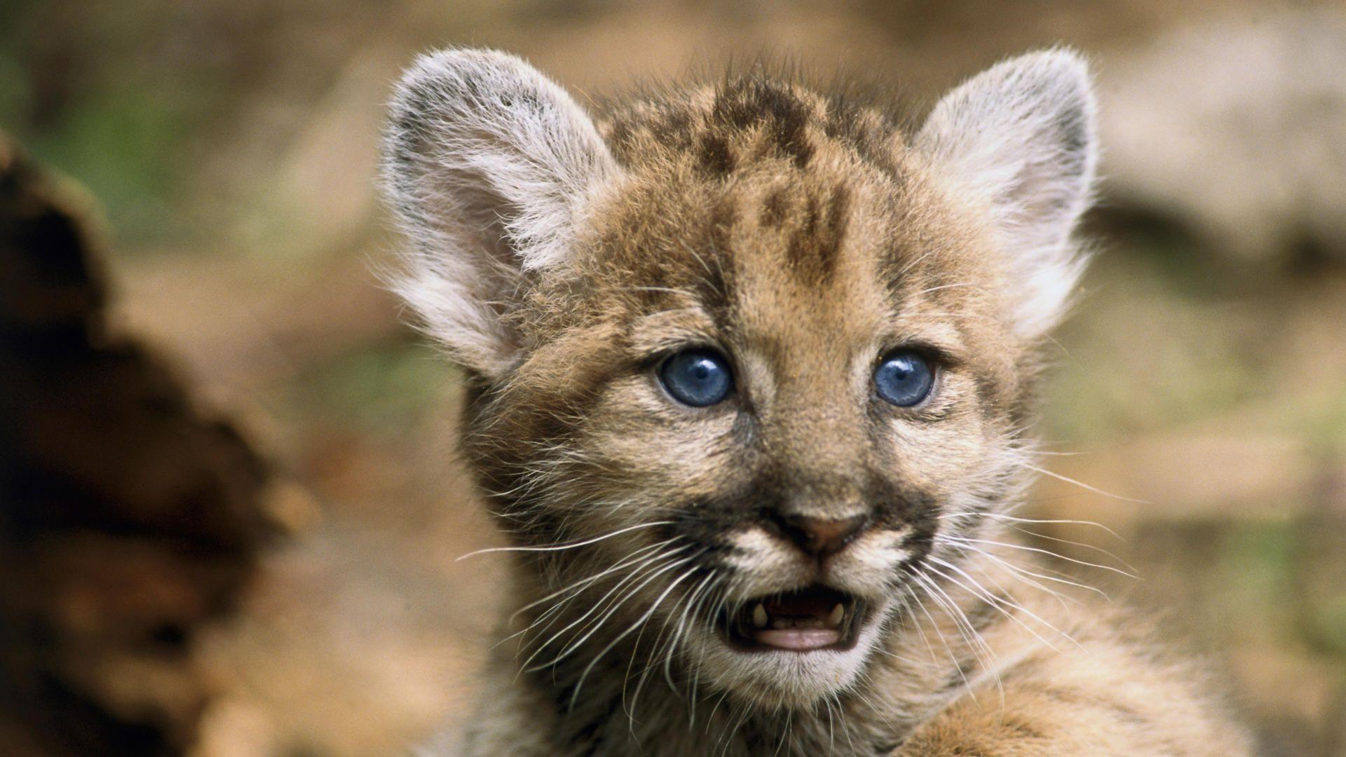 Black Panther Cub Wallpapers - Top Free Black Panther Cub Backgrounds ...