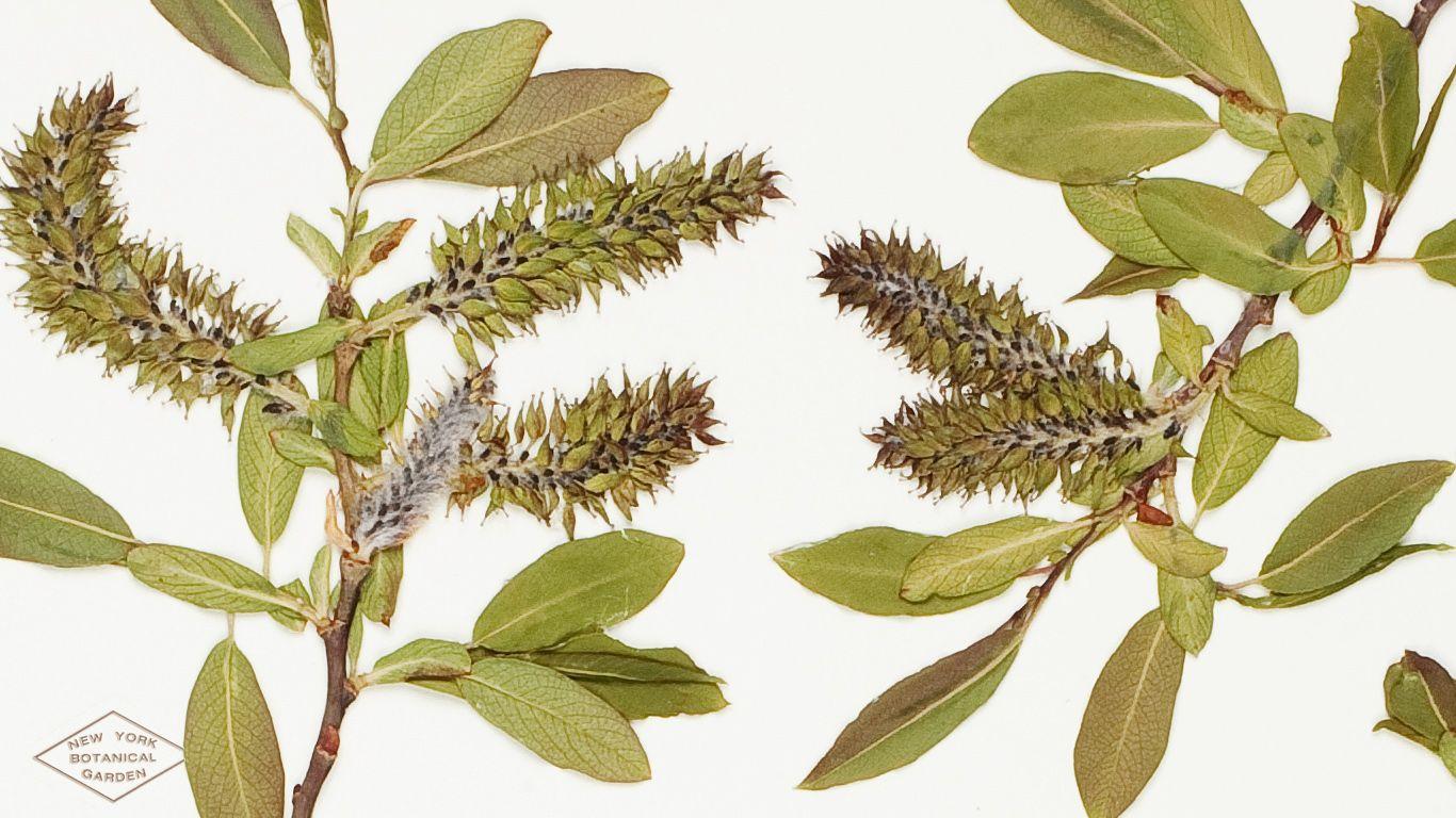 Botanical Desktop Wallpapers - Top Free Botanical Desktop Backgrounds ...