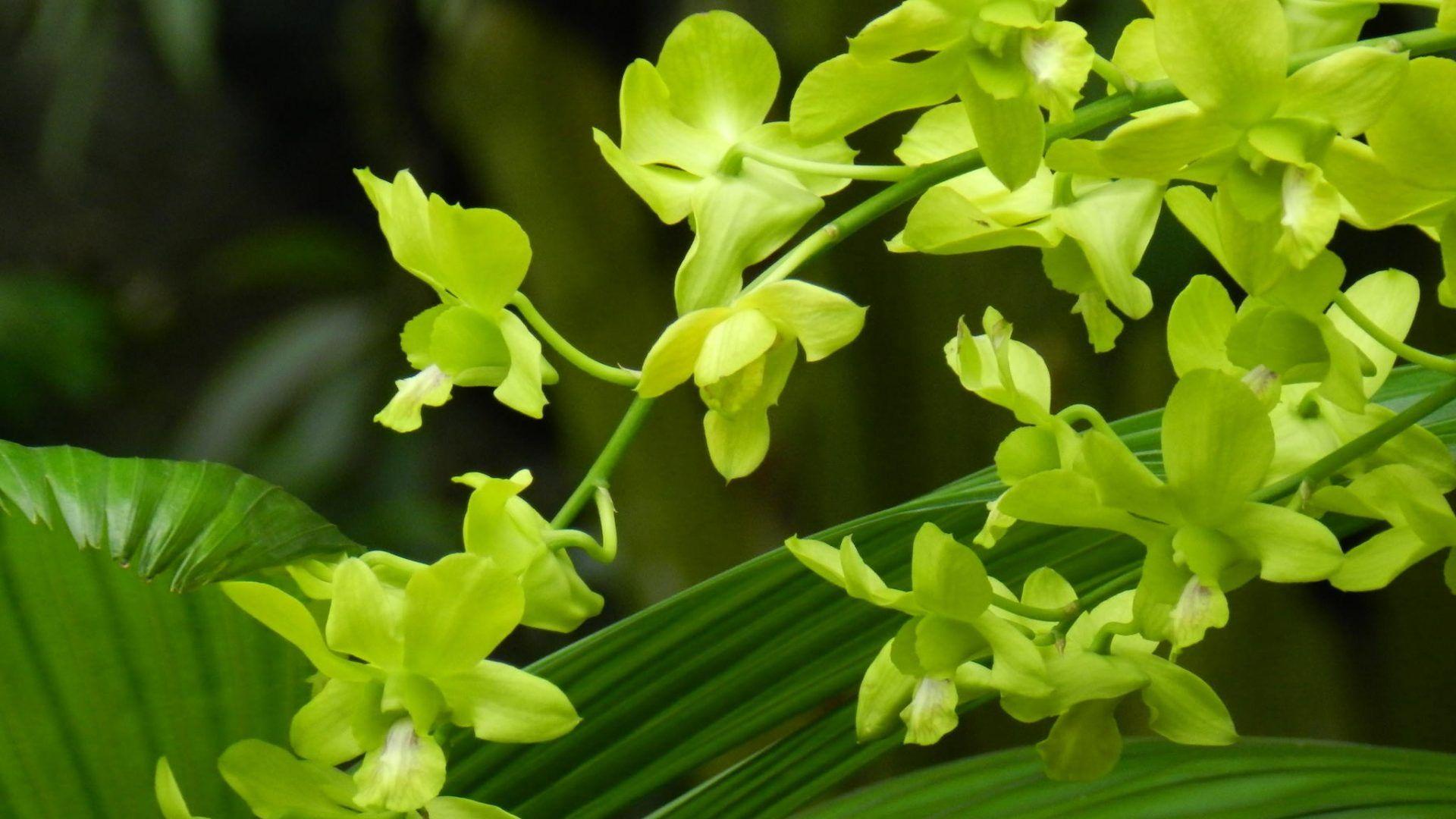 Botanical Desktop Wallpapers - Top Free Botanical Desktop Backgrounds ...