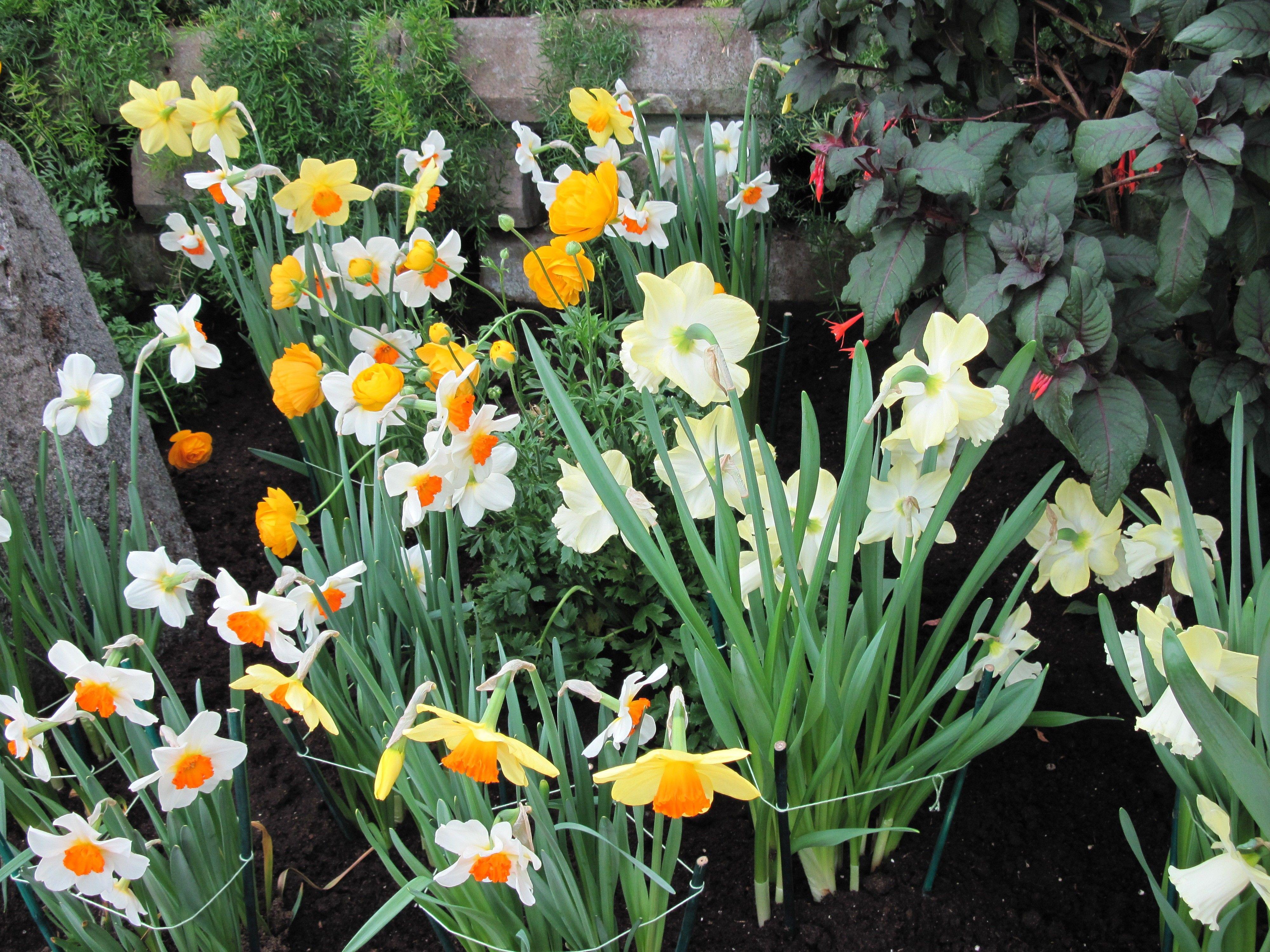 Botanical Desktop Wallpapers - Top Free Botanical Desktop Backgrounds ...