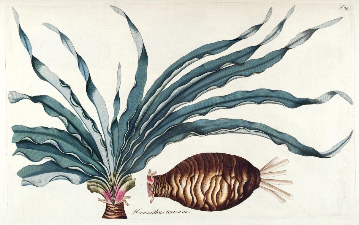 Botanical Desktop Wallpapers - Top Free Botanical Desktop Backgrounds ...