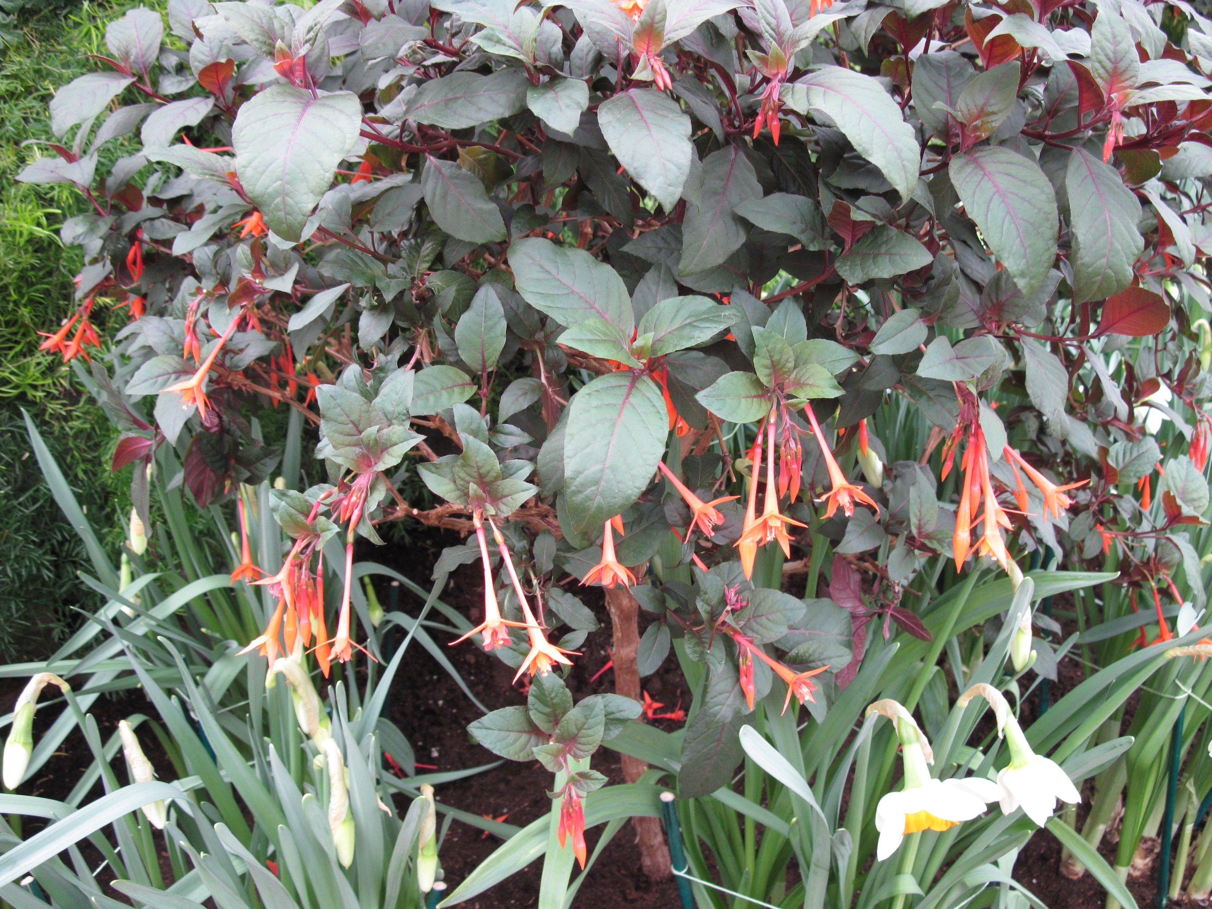 Botanical Desktop Wallpapers - Top Free Botanical Desktop Backgrounds ...