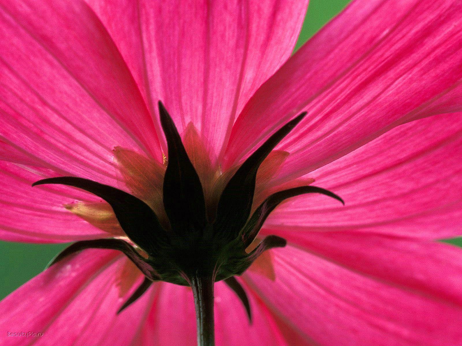 Cool Pink Flower Wallpapers - Top Free Cool Pink Flower Backgrounds ...