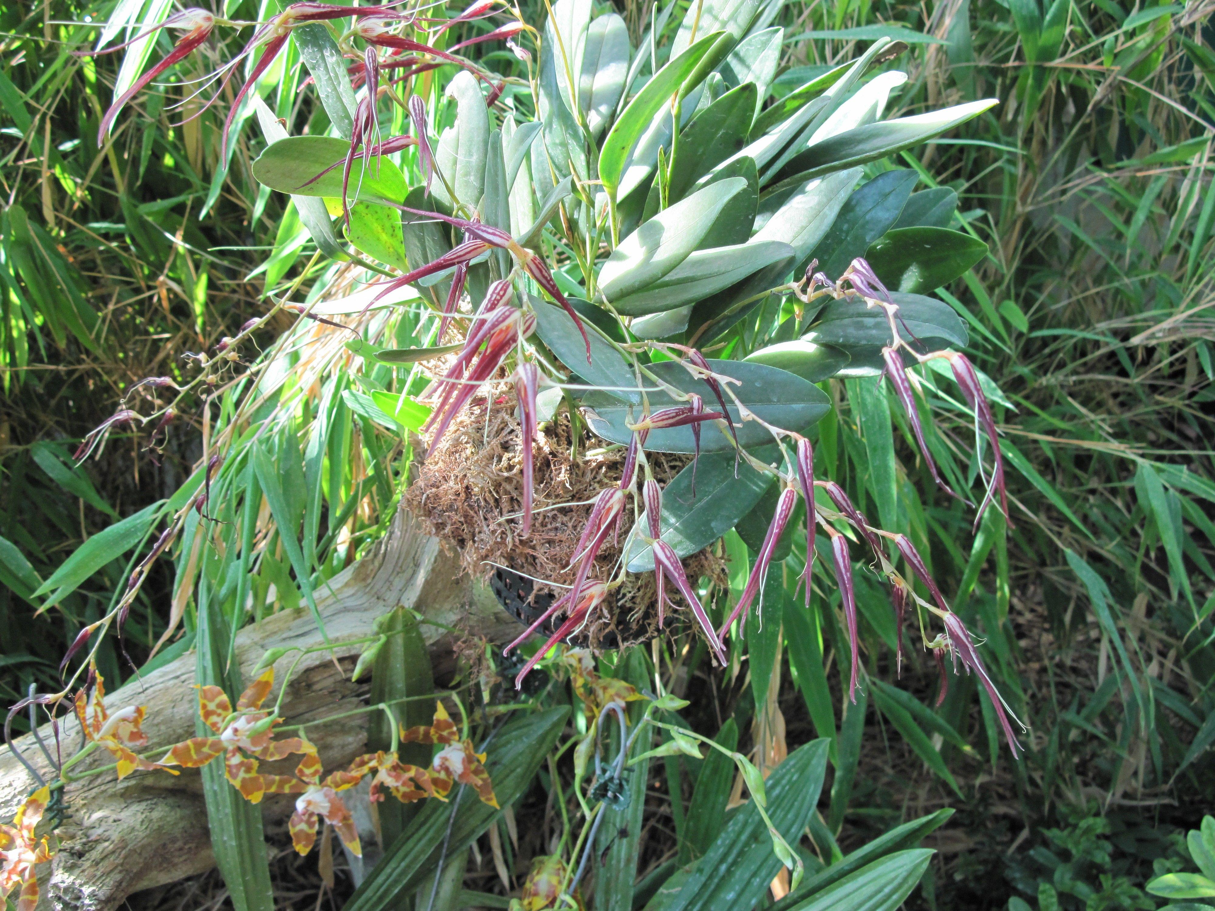 Botanical Desktop Wallpapers - Top Free Botanical Desktop Backgrounds ...