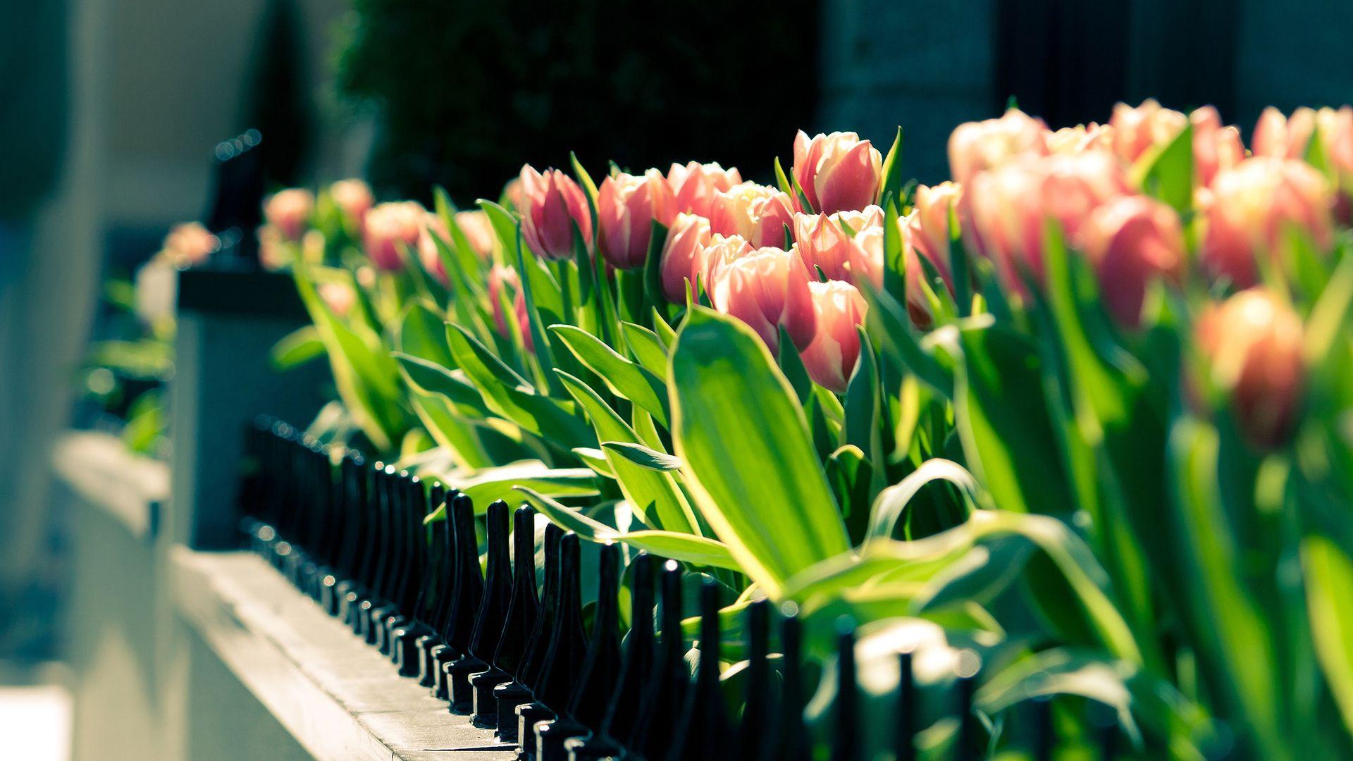Spring Tulips Wallpapers - Top Free Spring Tulips Backgrounds ...