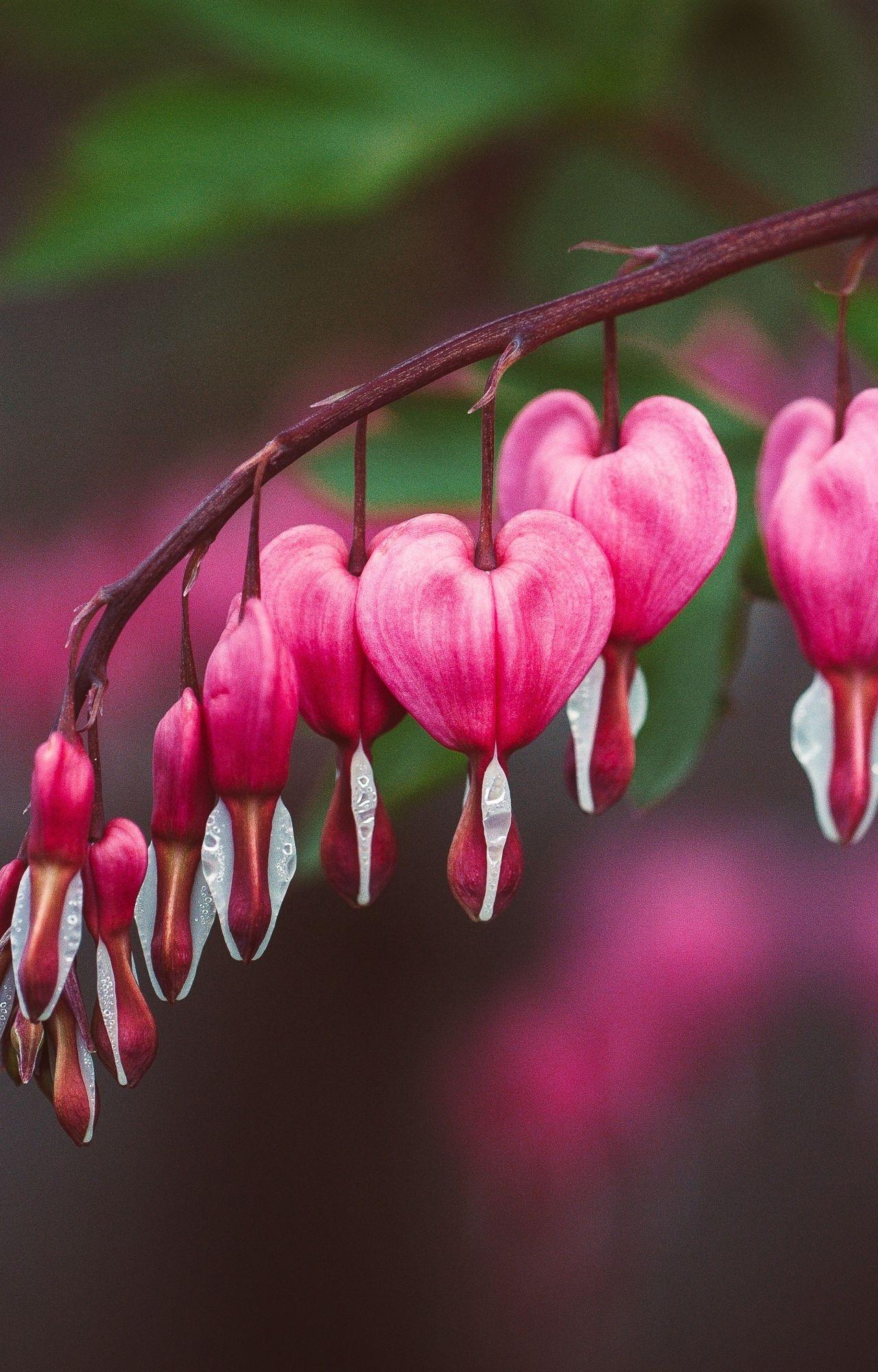 Bleeding Heart Wallpapers - Top Free Bleeding Heart Backgrounds - WallpaperAccess