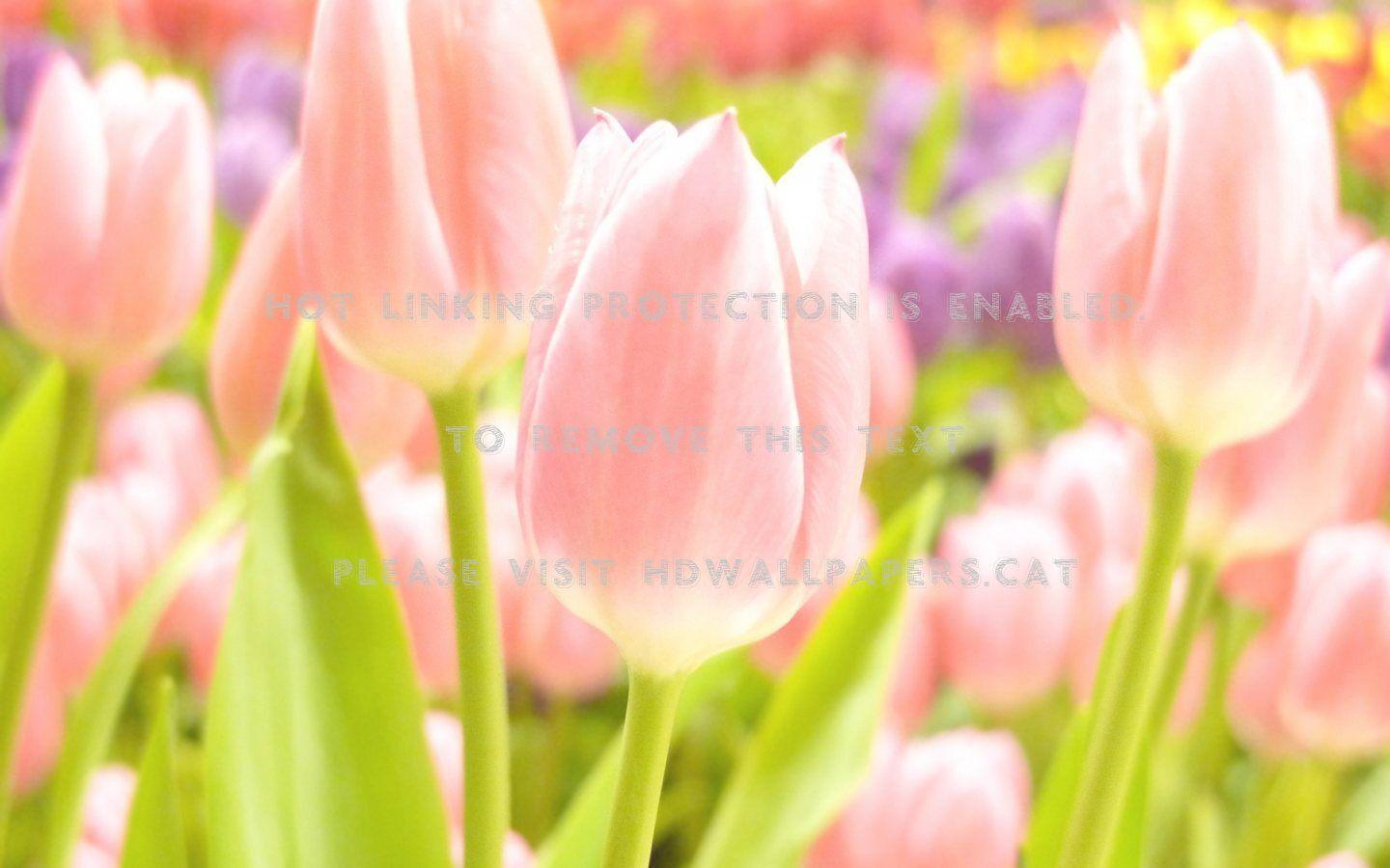 Spring Tulips Wallpapers - Top Free Spring Tulips Backgrounds ...
