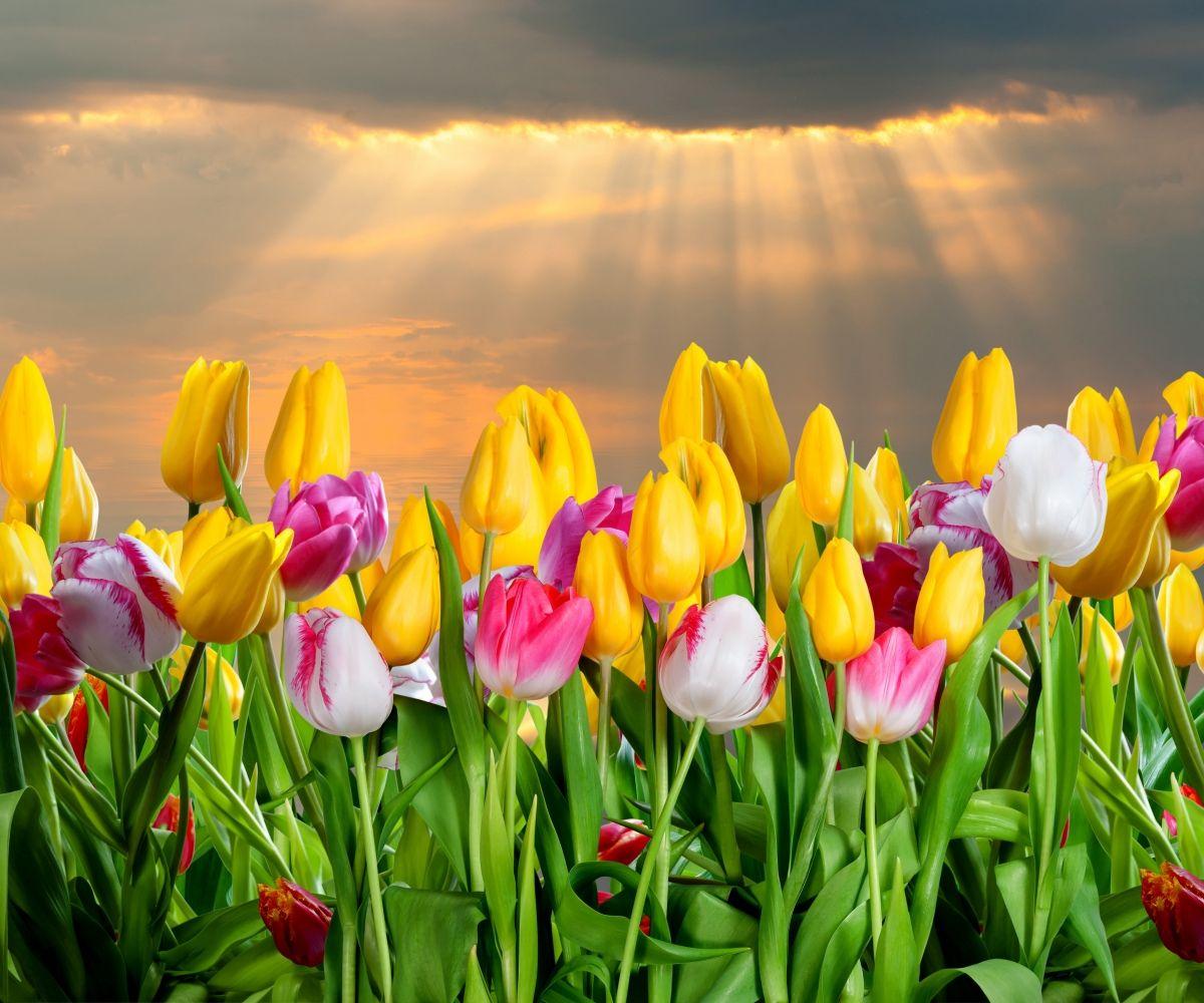 Spring Tulips Wallpapers - Top Free Spring Tulips Backgrounds ...