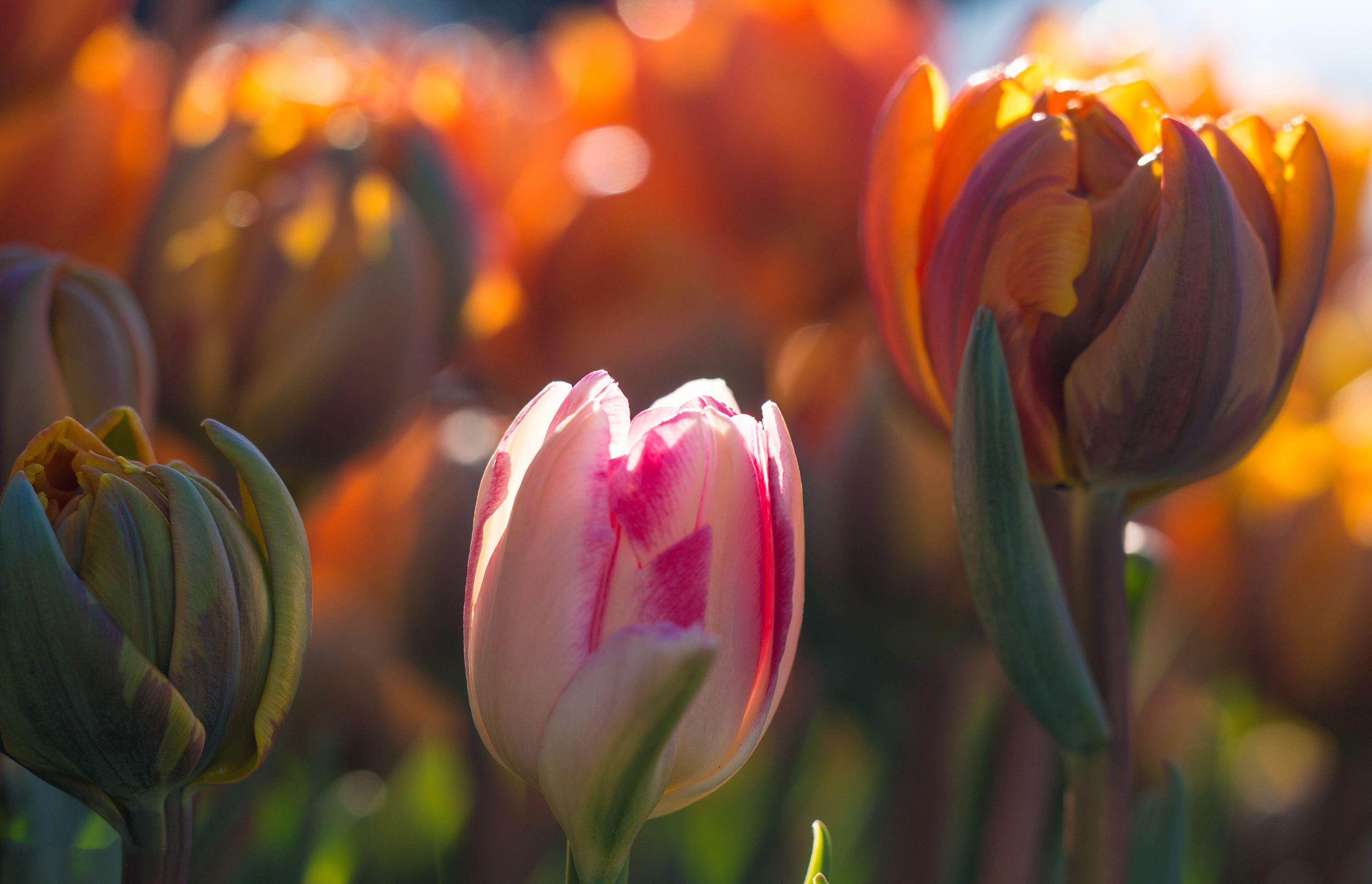Spring Tulips Wallpapers - Top Free Spring Tulips Backgrounds ...