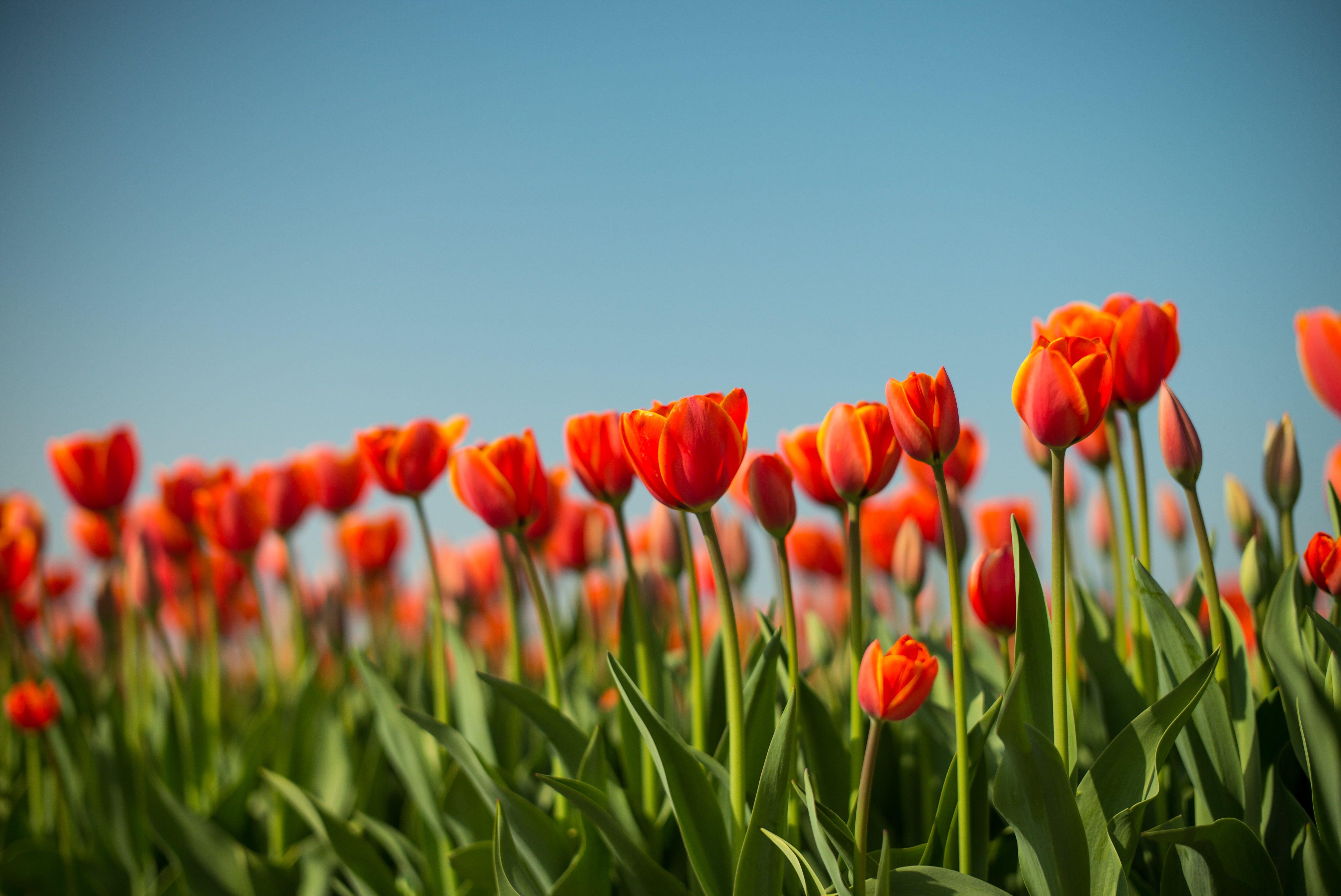 Spring Tulips Wallpapers - Top Free Spring Tulips Backgrounds ...