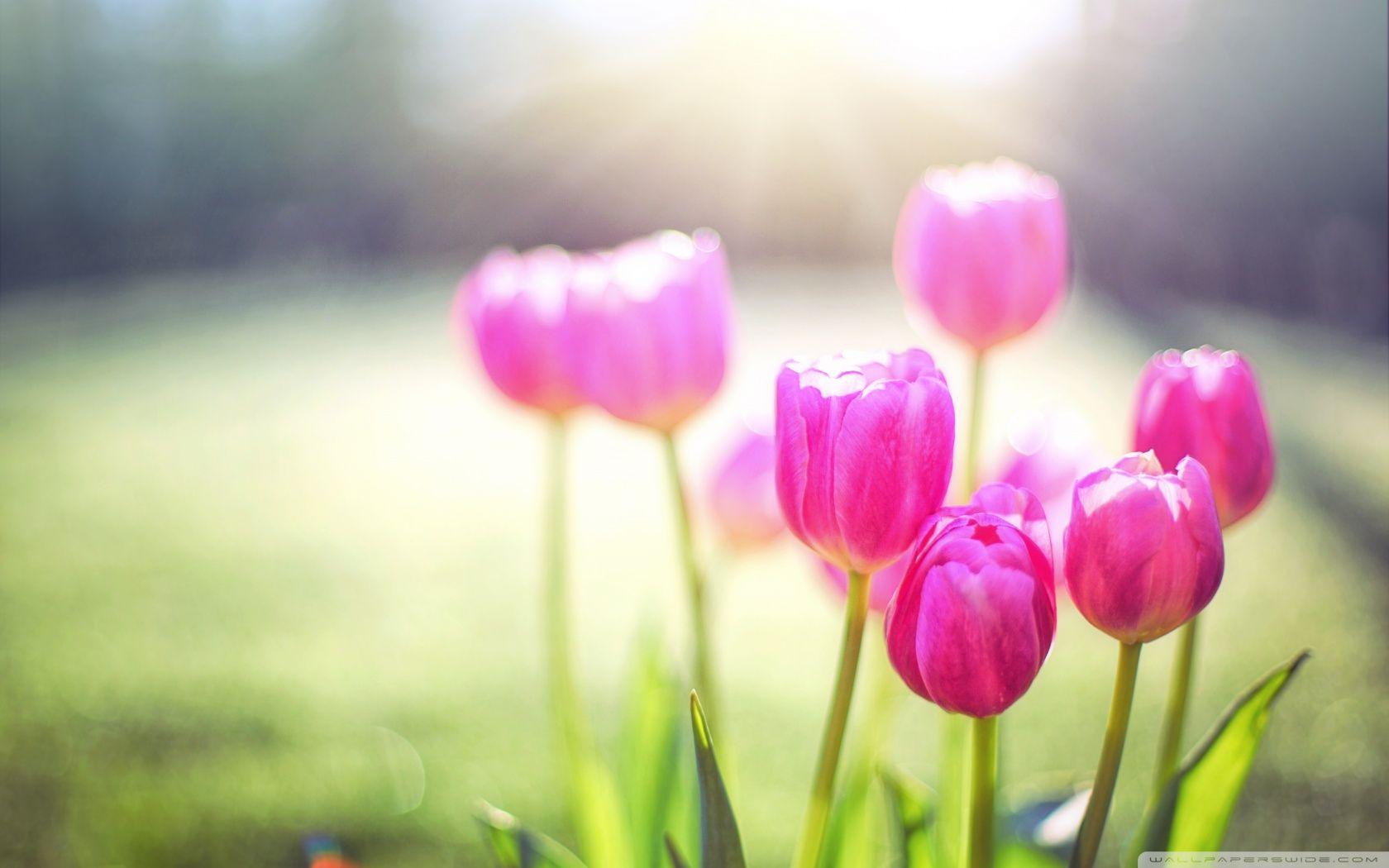 Spring Tulips Wallpapers - Top Free Spring Tulips Backgrounds ...