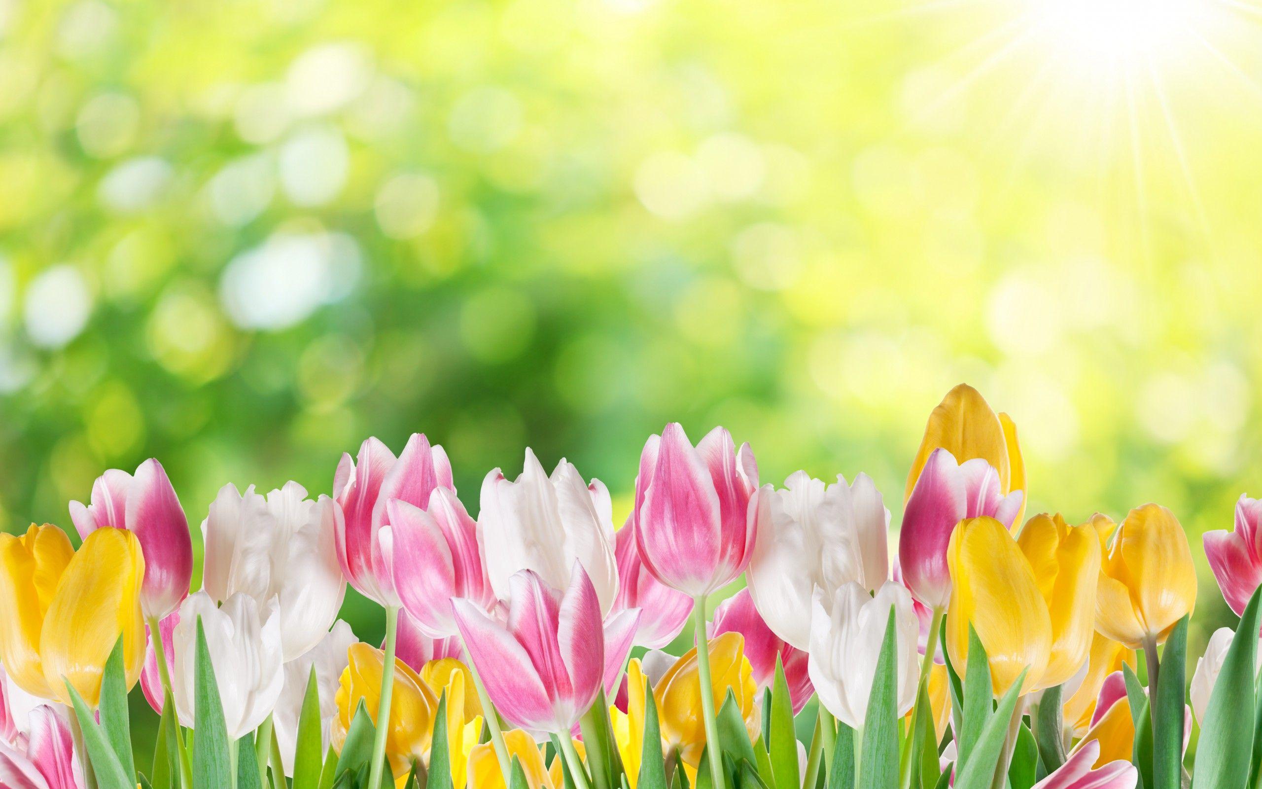 Spring Tulips Wallpapers - Top Free Spring Tulips Backgrounds ...