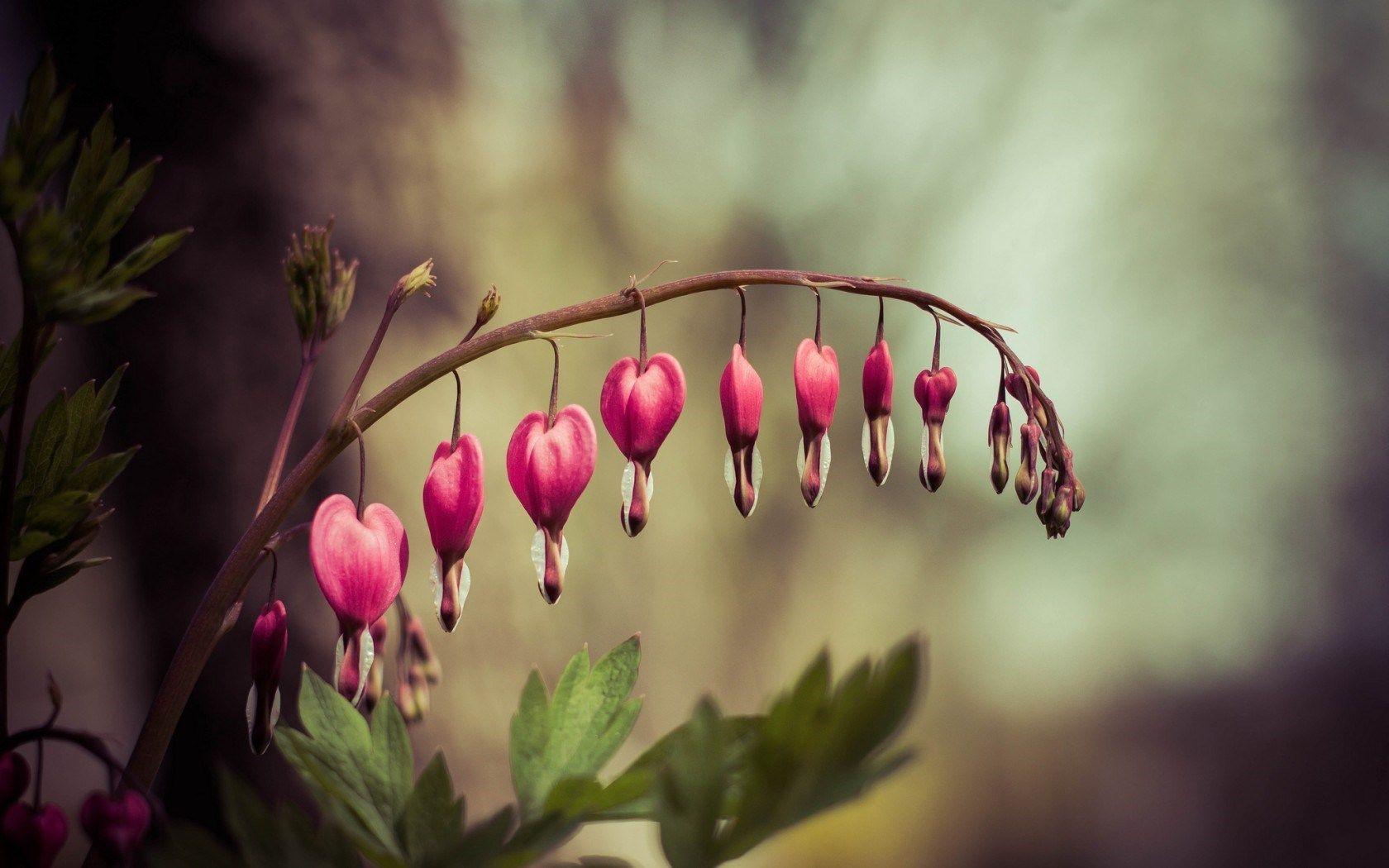 Bleeding Heart Wallpapers - Top Free Bleeding Heart Backgrounds - WallpaperAccess