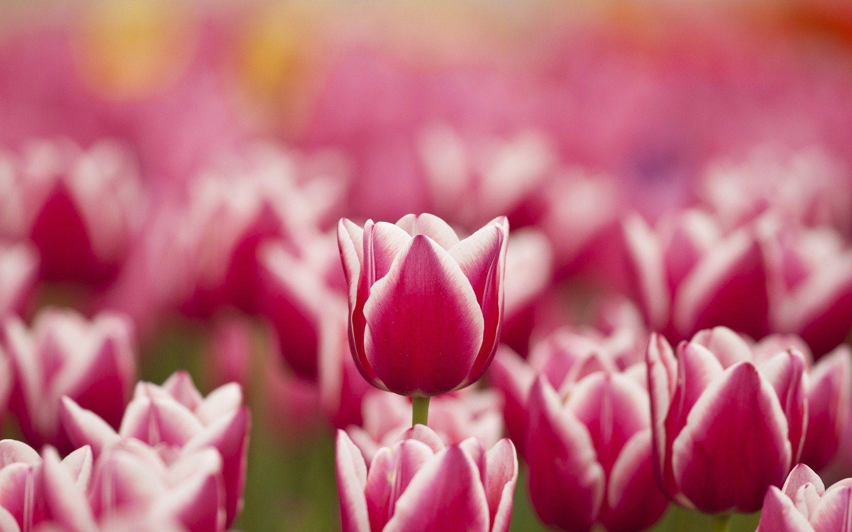 Spring Tulips Wallpapers - Top Free Spring Tulips Backgrounds ...