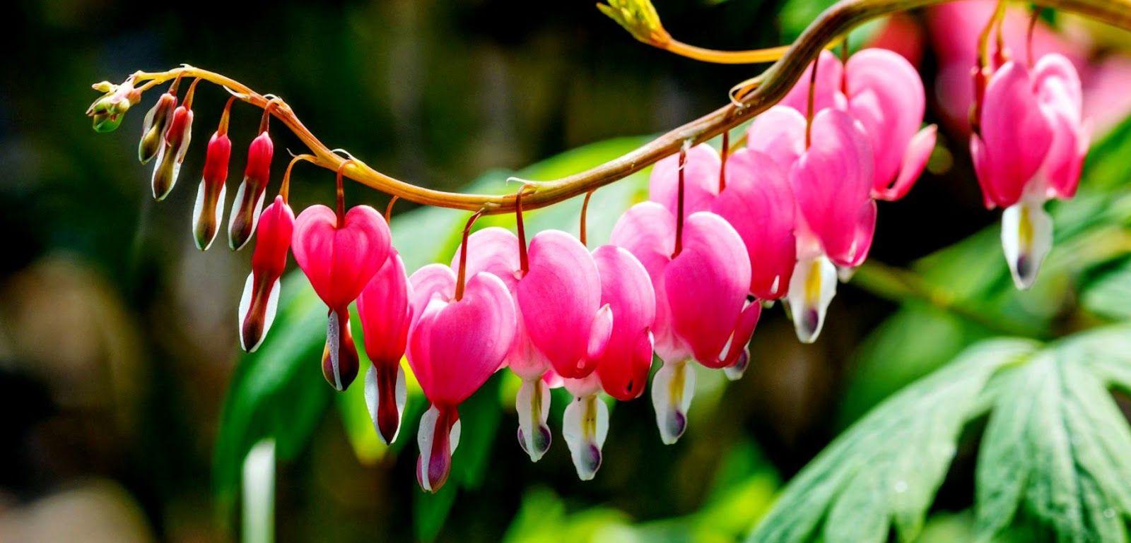 Bleeding Heart Wallpapers - Top Free Bleeding Heart Backgrounds ...