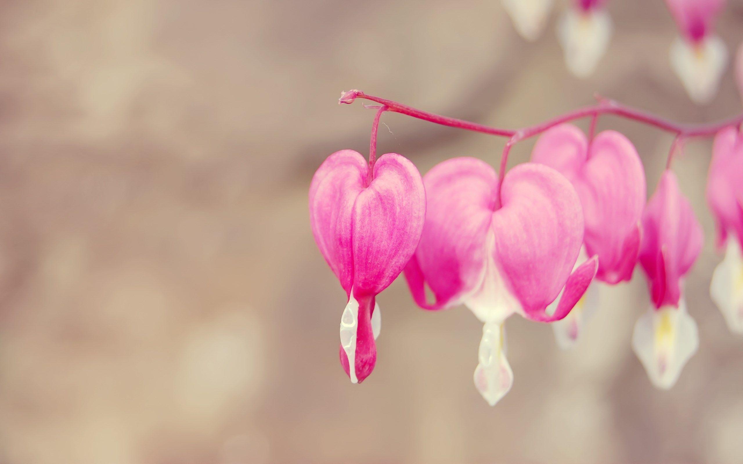 Bleeding Heart Wallpapers - Top Free Bleeding Heart Backgrounds ...
