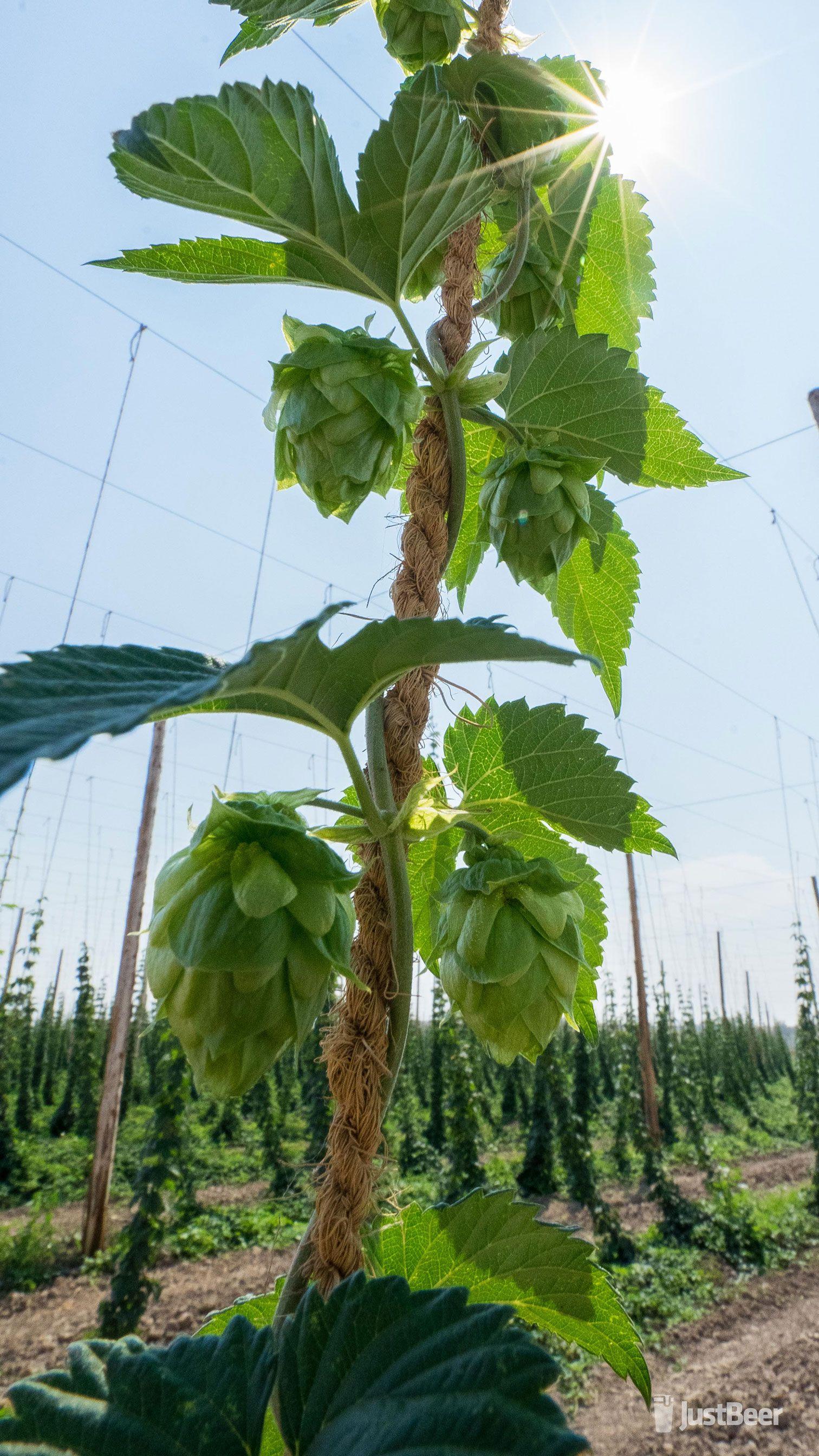 Hops Wallpapers - Top Free Hops Backgrounds - WallpaperAccess