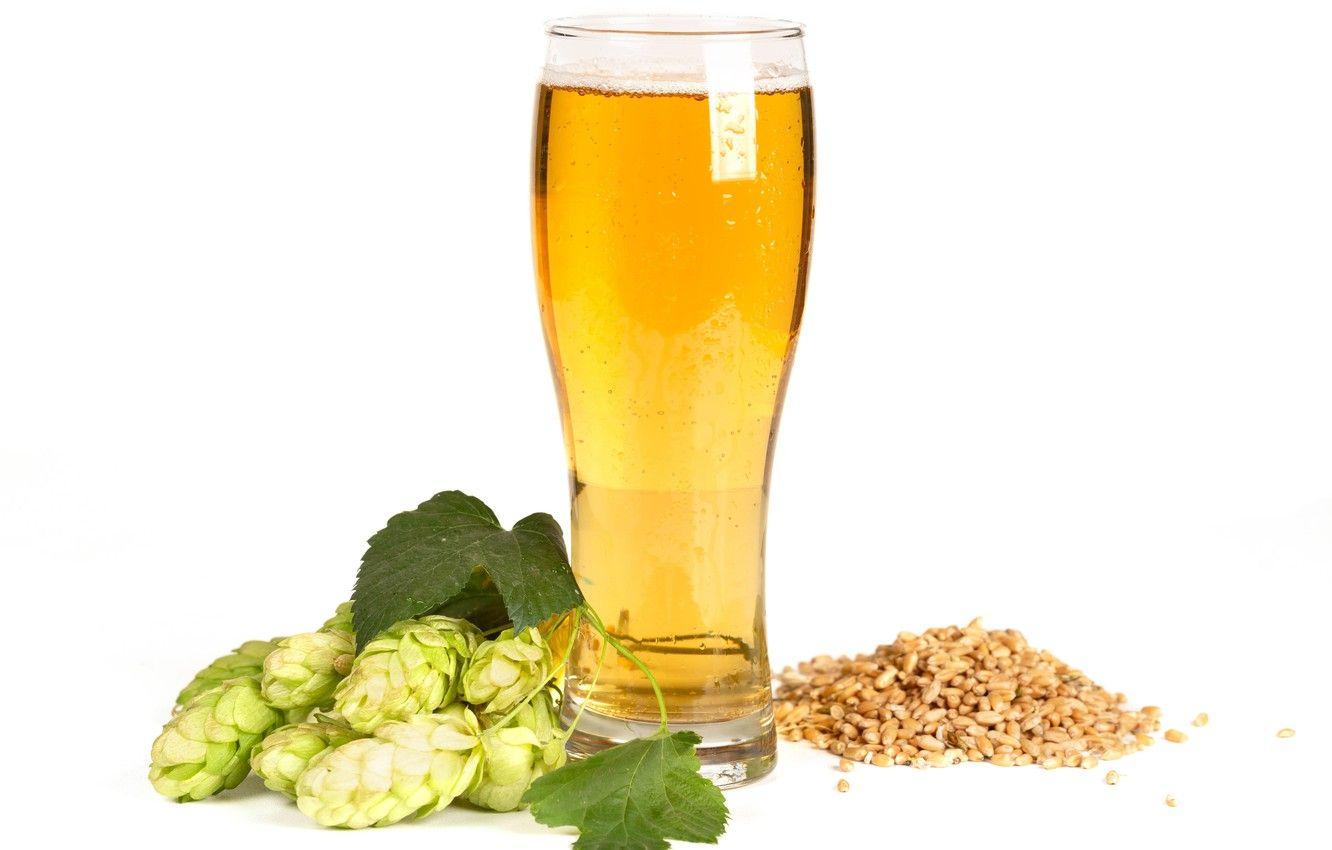 Hops Wallpapers - Top Free Hops Backgrounds - WallpaperAccess