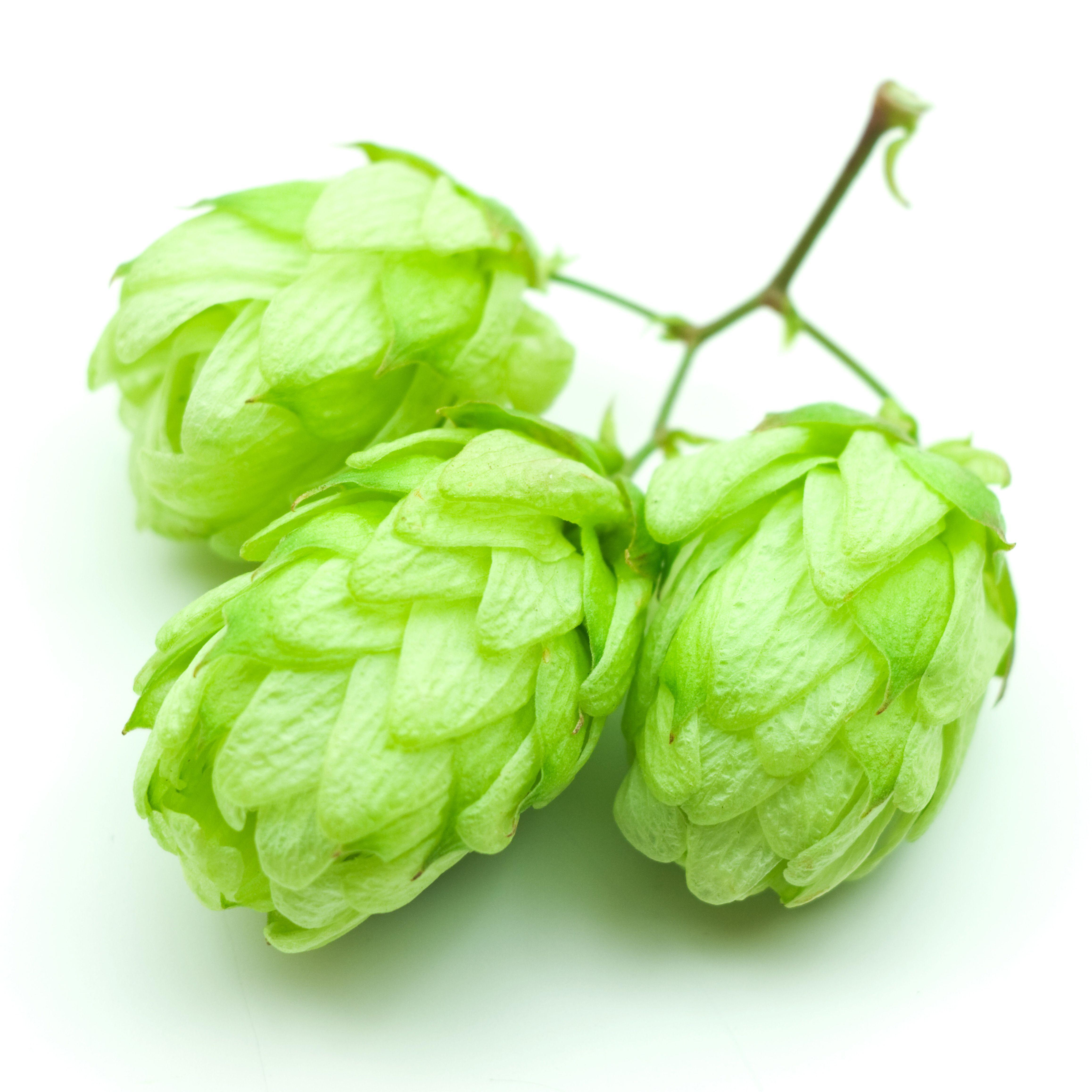 Hops Wallpapers - Top Free Hops Backgrounds - WallpaperAccess