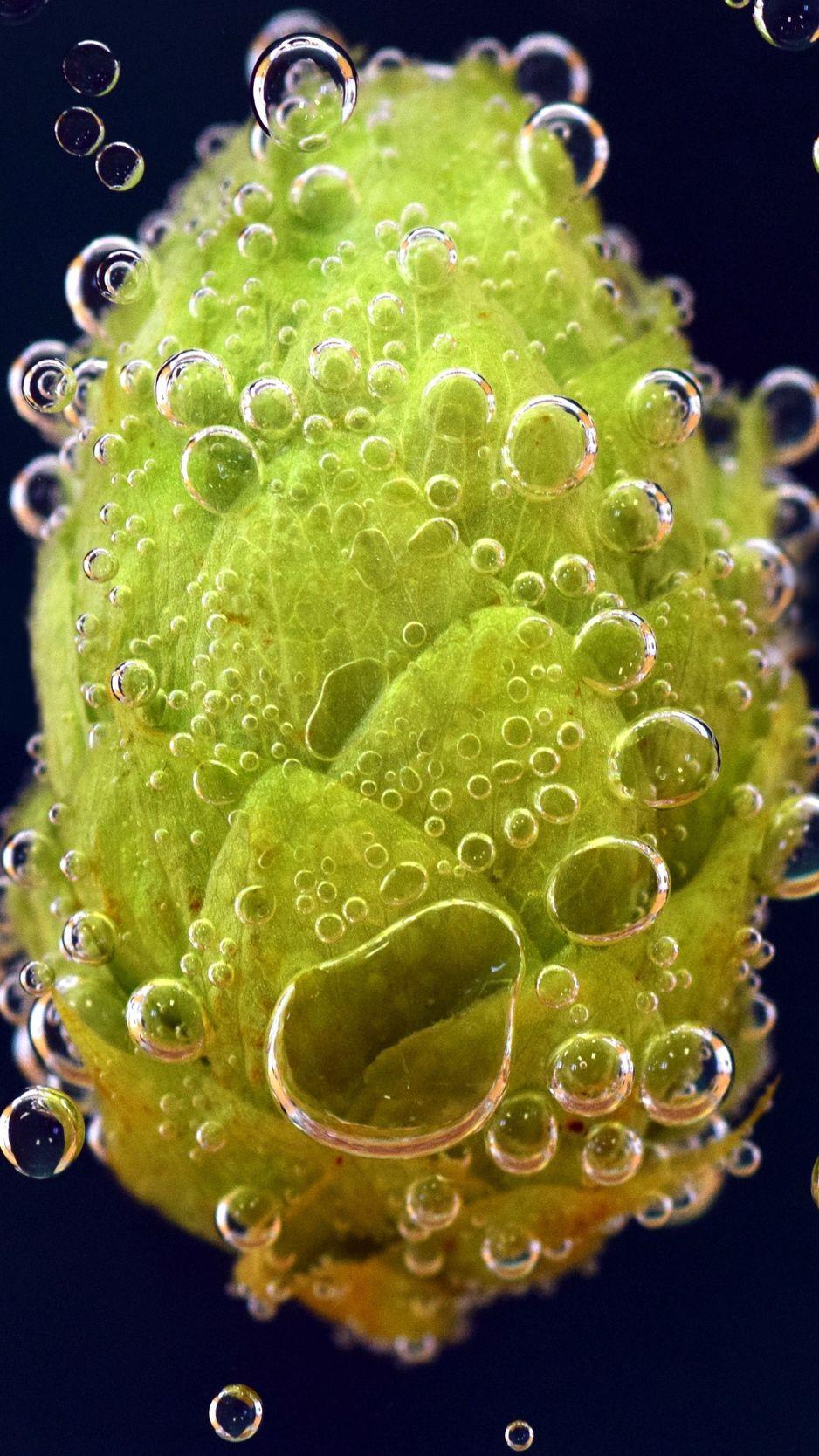 Hops Wallpapers - Top Free Hops Backgrounds - WallpaperAccess