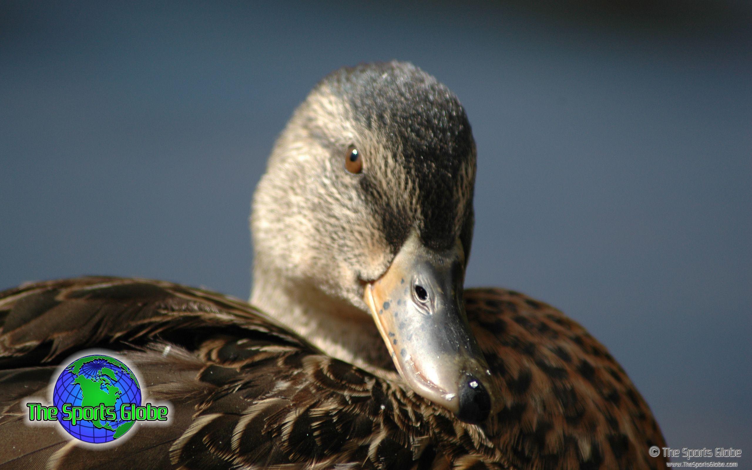 Duck Desktop Wallpapers - Top Free Duck Desktop Backgrounds ...