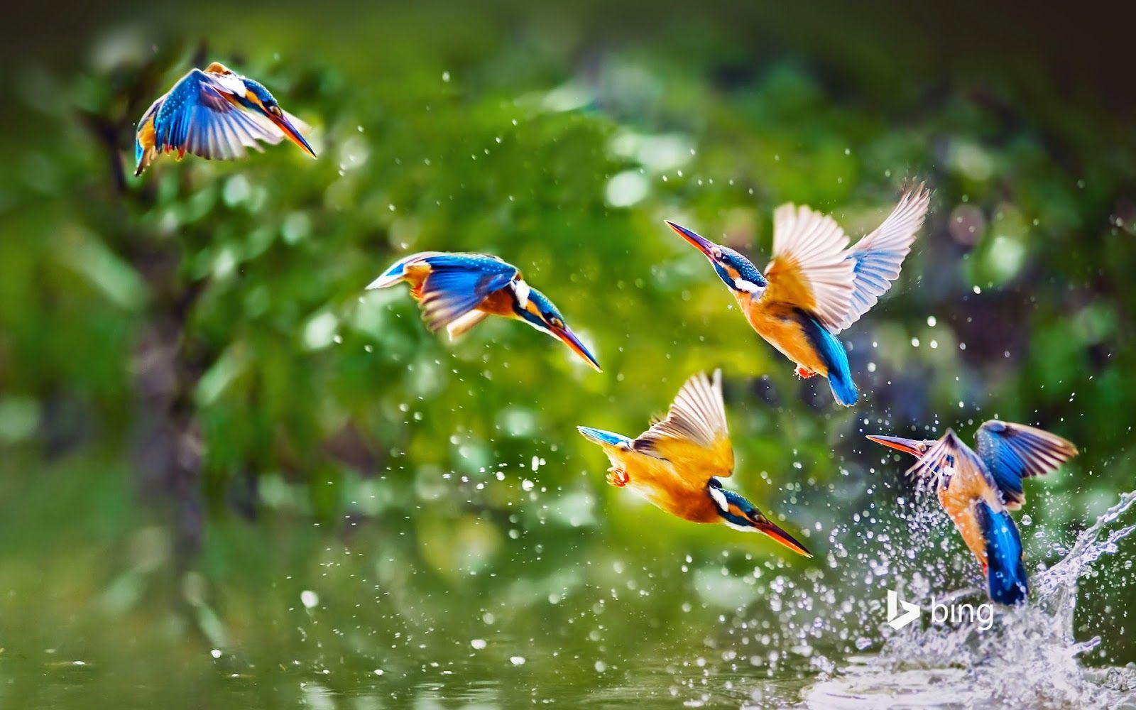 Bing Nature Wallpapers - Top Free Bing Nature Backgrounds - WallpaperAccess