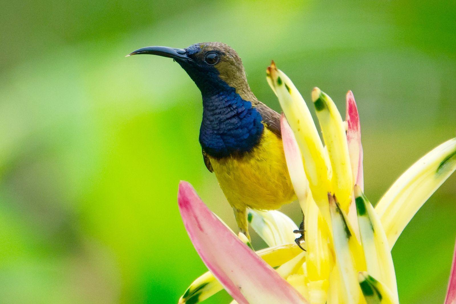 Summer Birds Wallpapers - Top Free Summer Birds Backgrounds ...