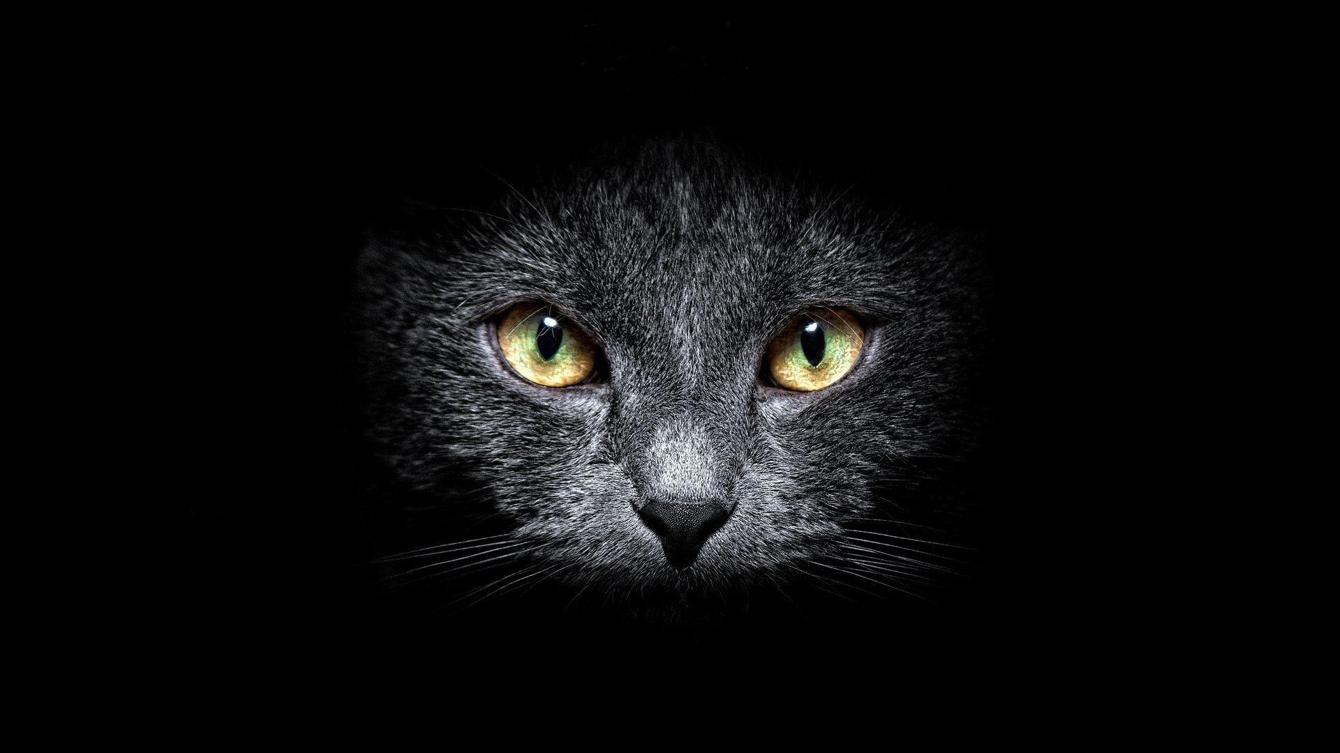 Cat Face iPhone Wallpapers - Top Free Cat Face iPhone Backgrounds ...