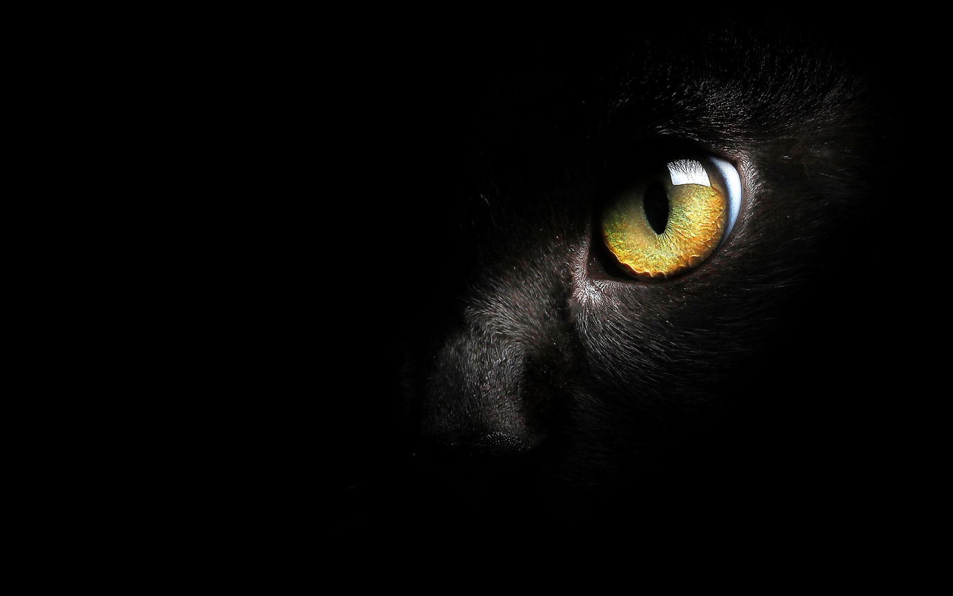 Black Cat Desktop Wallpapers - Top Free Black Cat Desktop Backgrounds ...