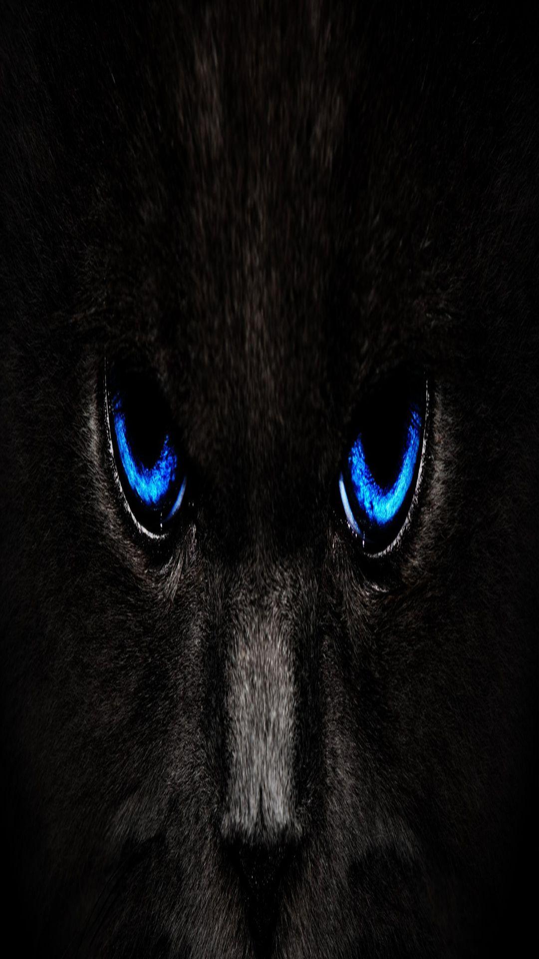 Cat Face iPhone Wallpapers - Top Free Cat Face iPhone Backgrounds ...
